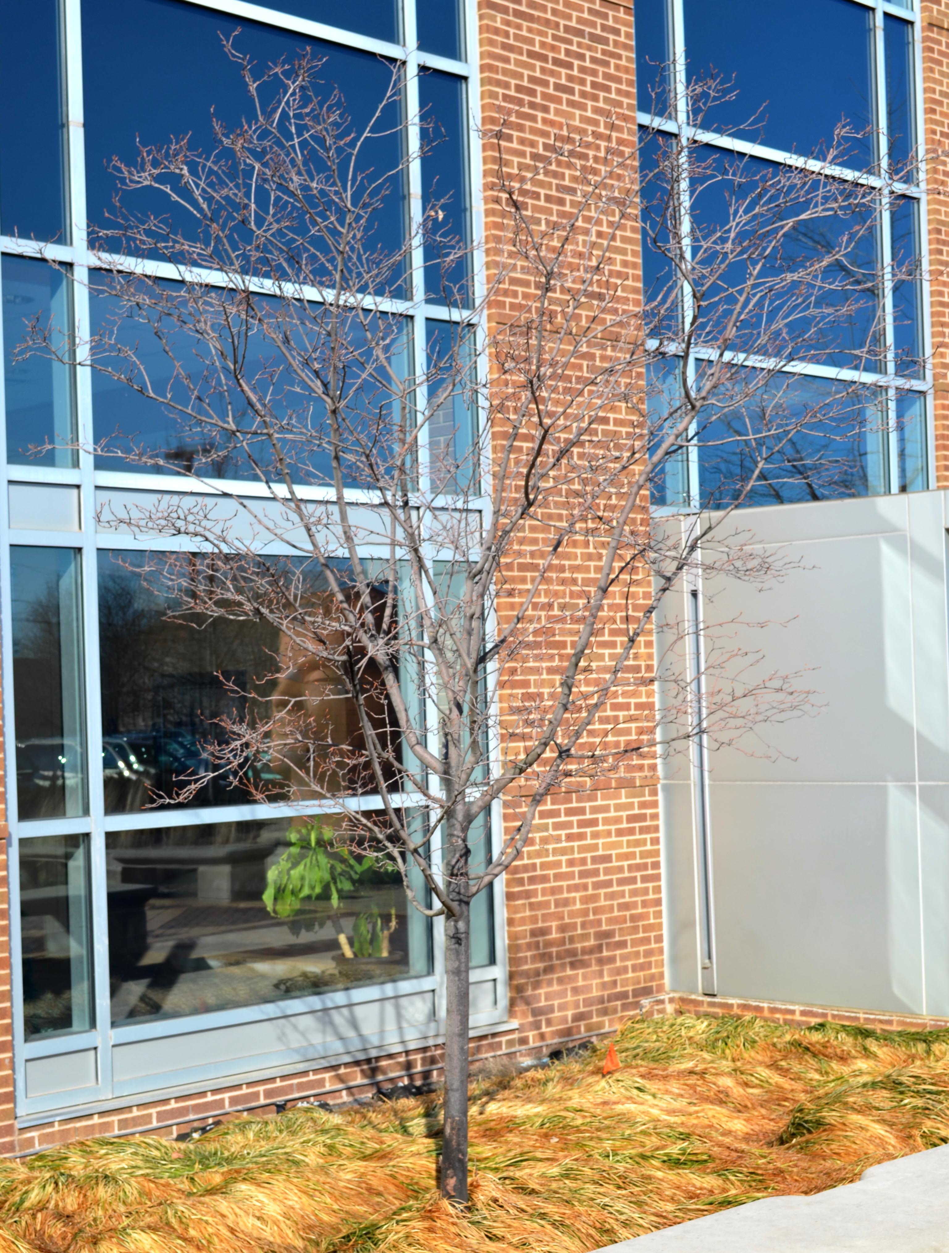 Amelanchier laevis ‘JFS-Arb’ [sold as Spring Flurry®] – Purdue ...