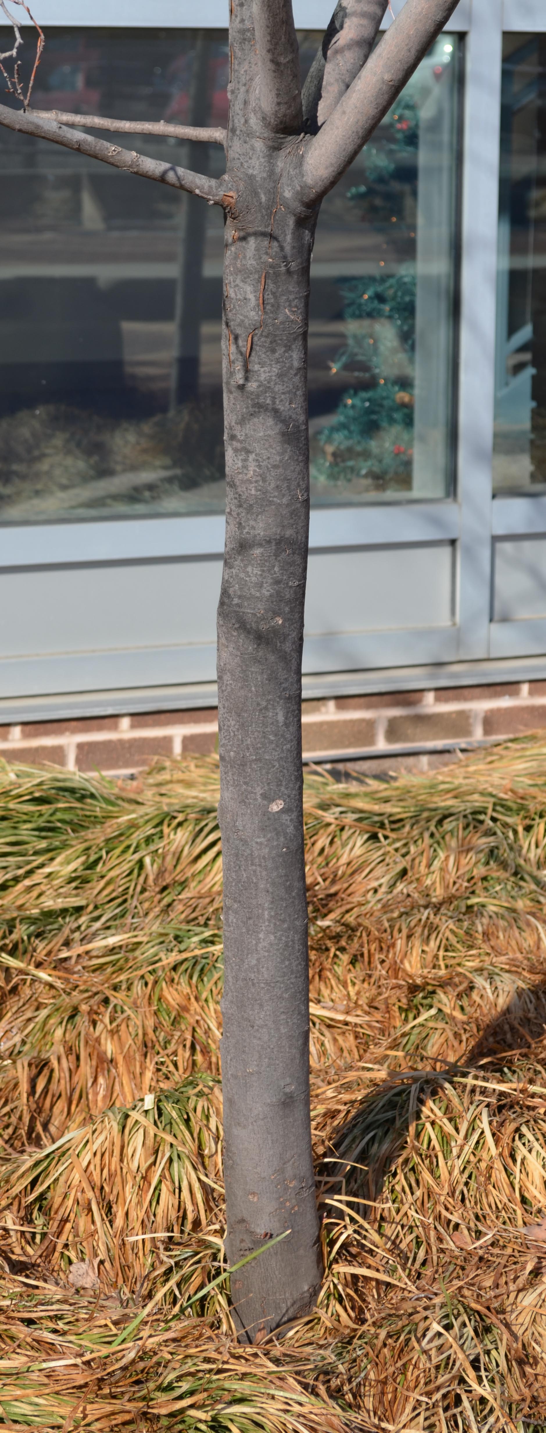 Amelanchier laevis ‘JFS-Arb’ [sold as Spring Flurry®] – Purdue ...