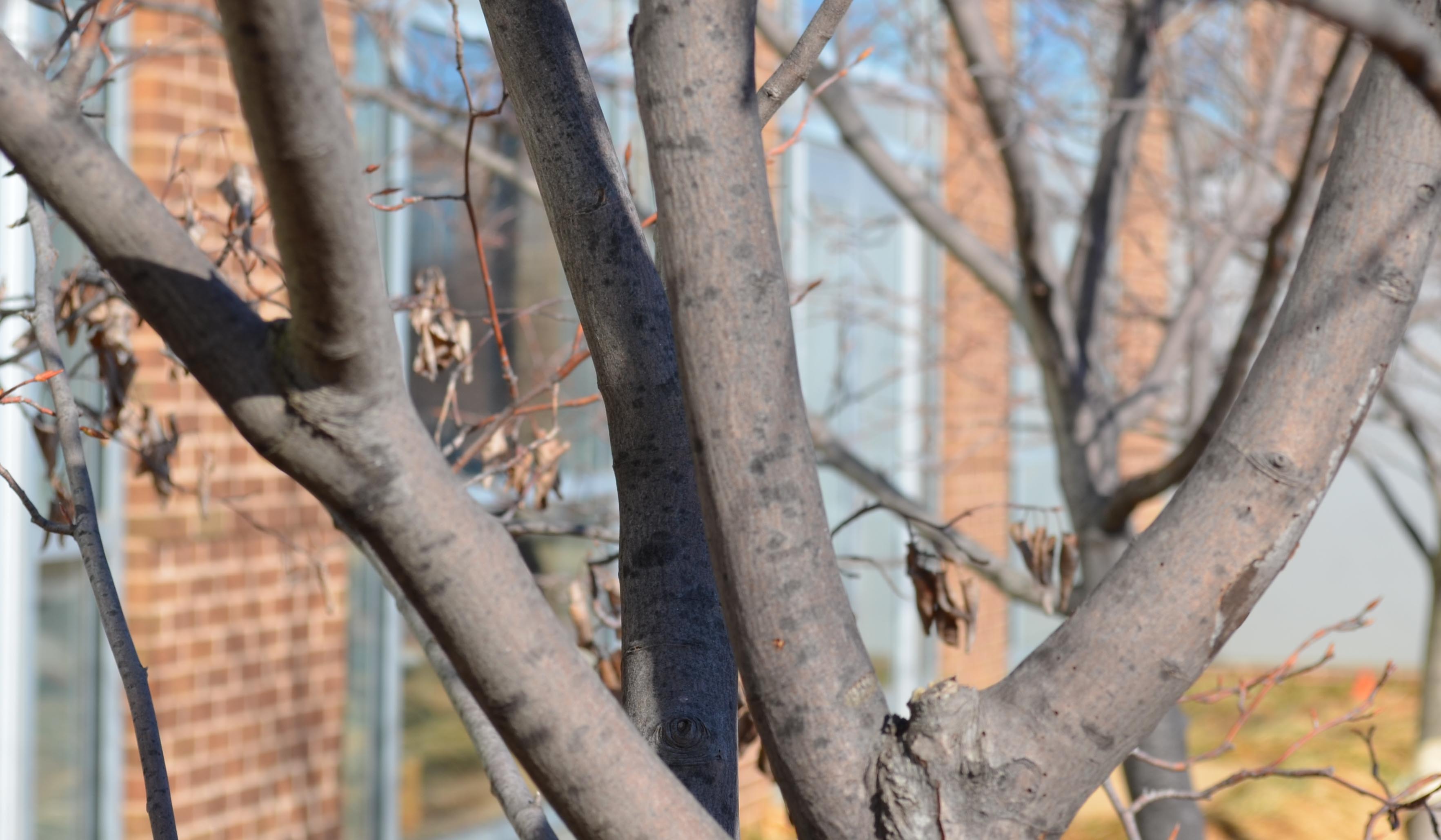 Amelanchier laevis ‘JFS-Arb’ [sold as Spring Flurry®] – Purdue ...