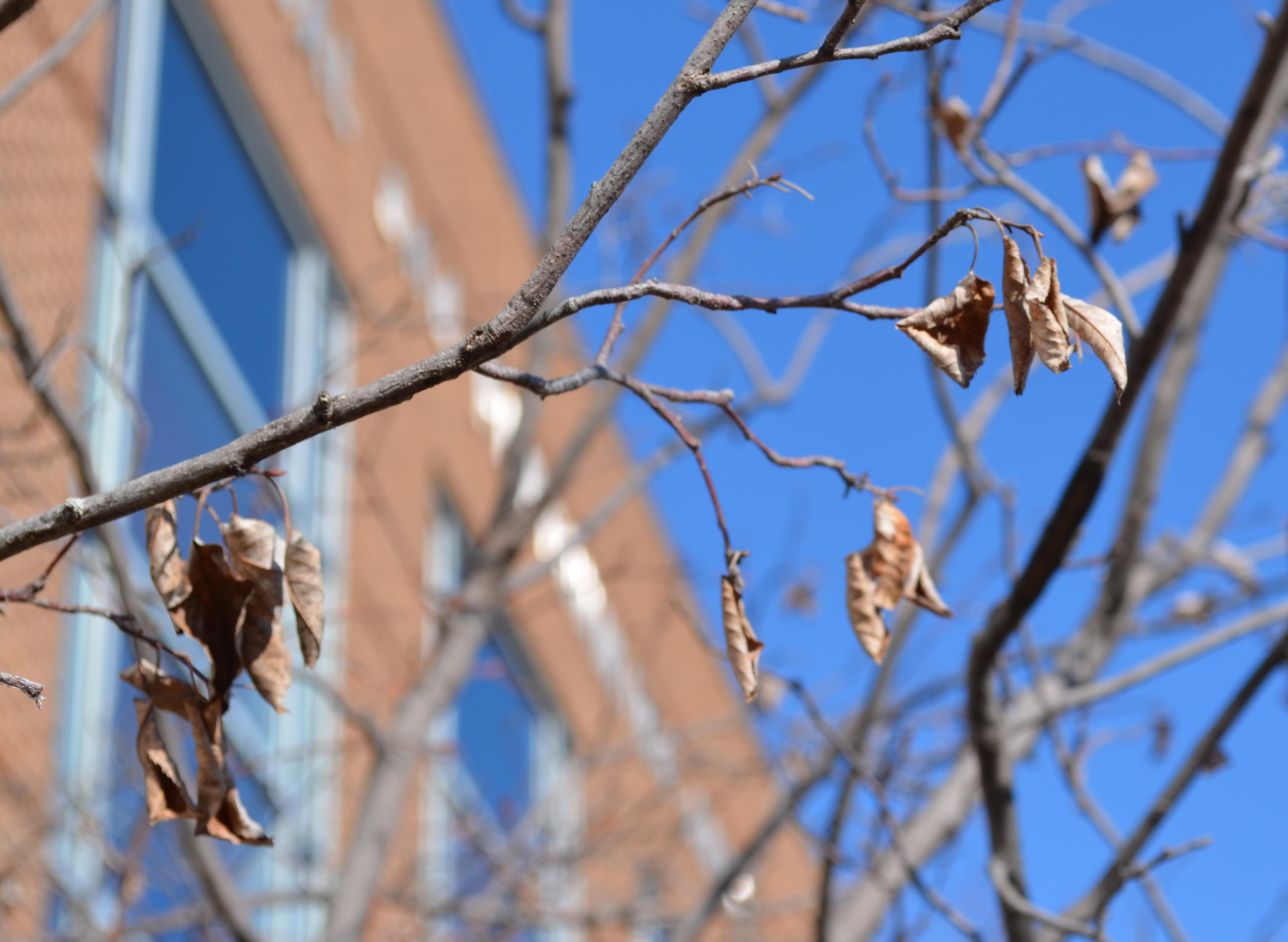 Amelanchier laevis ‘JFS-Arb’ [sold as Spring Flurry®] – Purdue ...