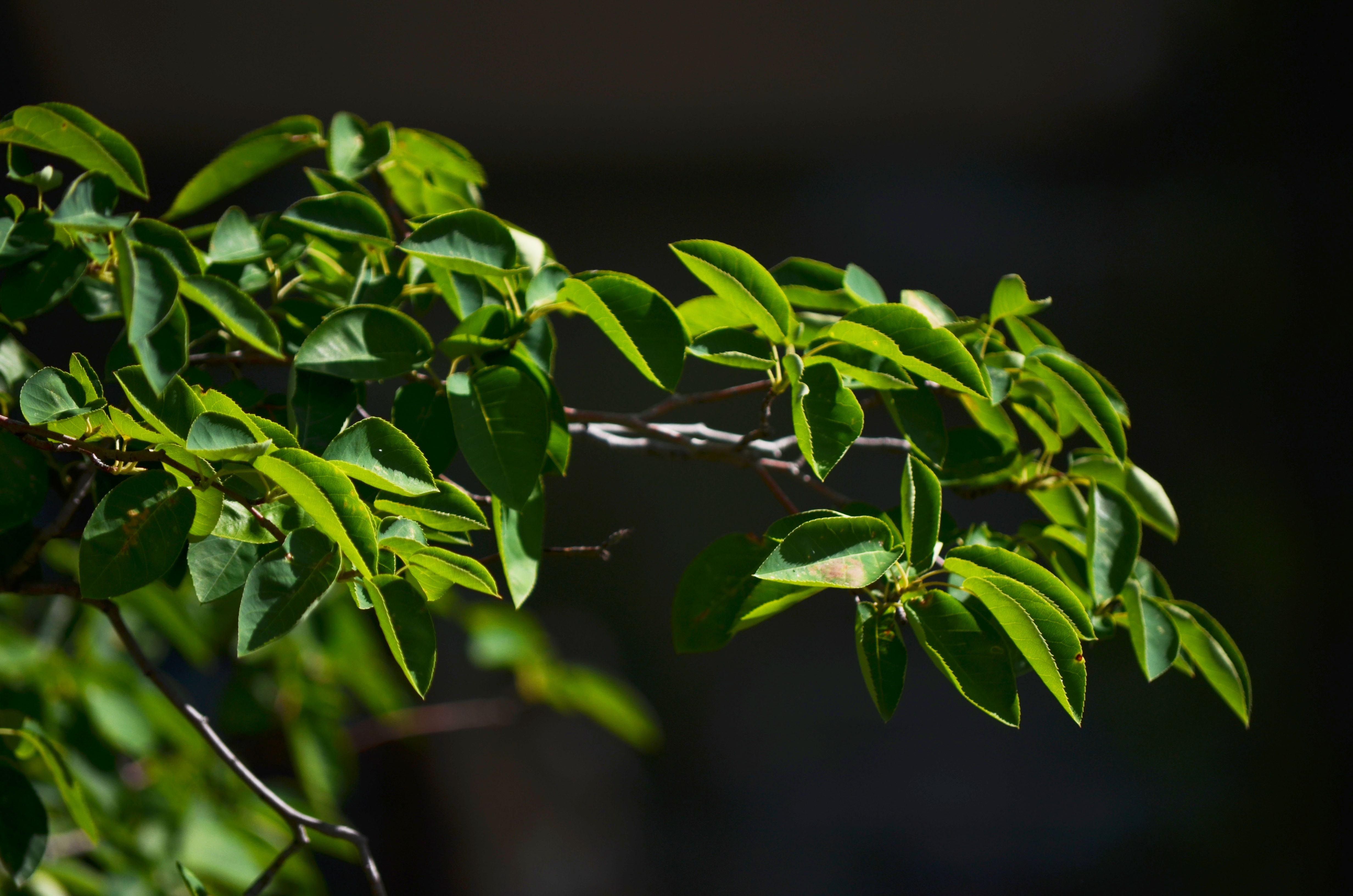Amelanchier laevis ‘JFS-Arb’ [sold as Spring Flurry®] – Purdue ...