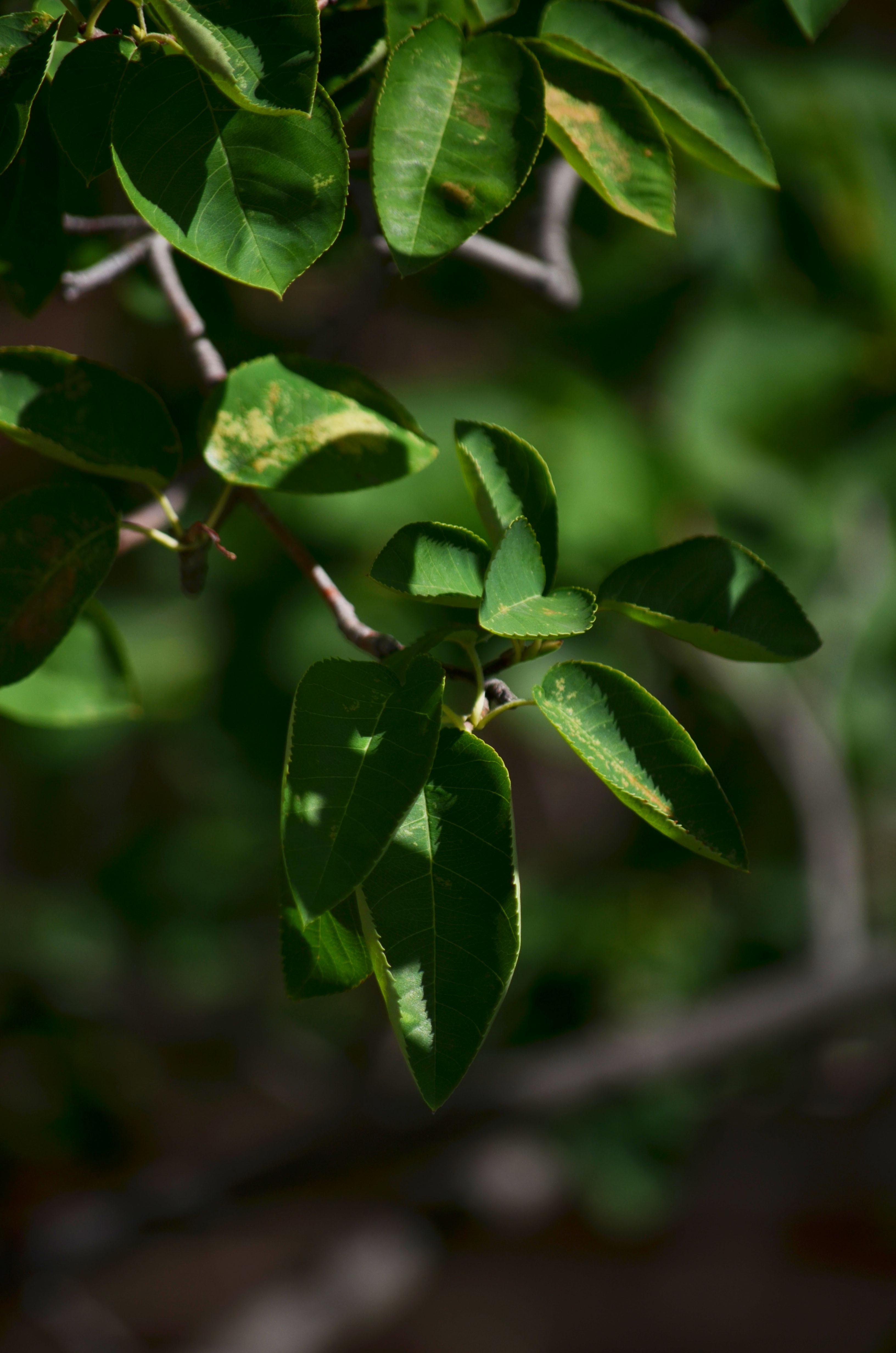 Amelanchier laevis ‘JFS-Arb’ [sold as Spring Flurry®] – Purdue ...