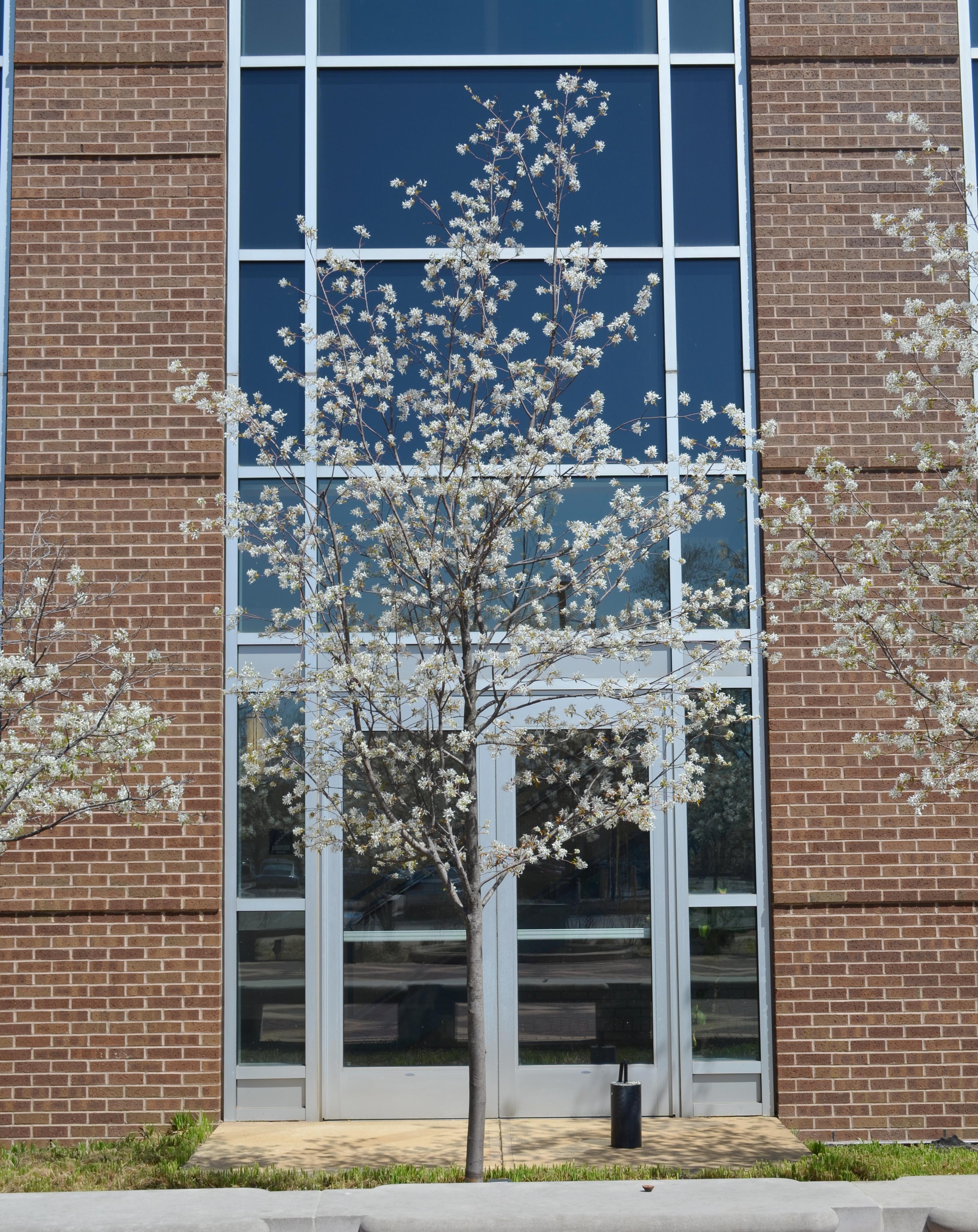 Amelanchier laevis ‘JFS-Arb’ [sold as Spring Flurry®] – Purdue ...