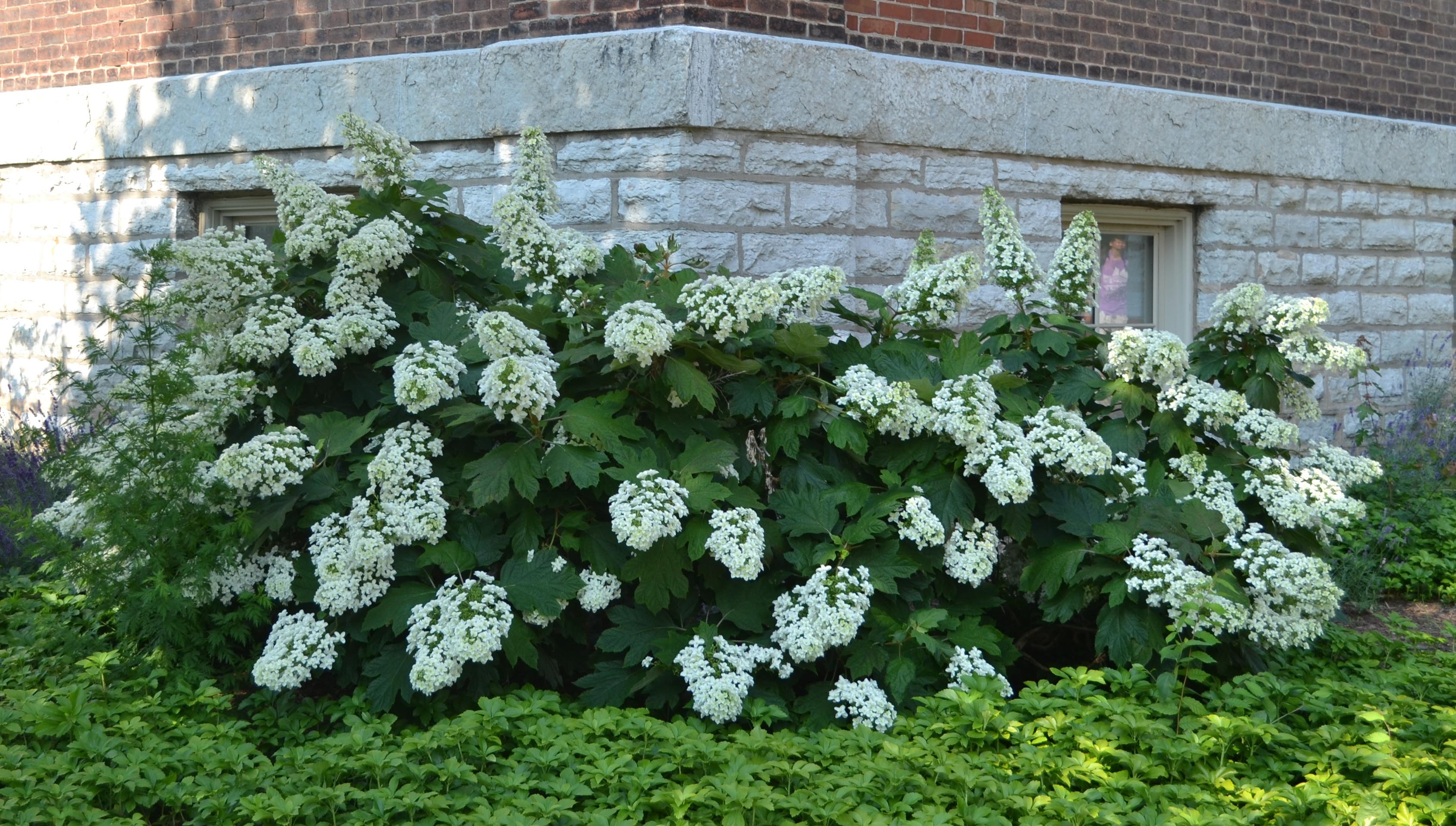 Hydrangea quercifolia ‘Snowflake’ – Purdue Arboretum Explorer