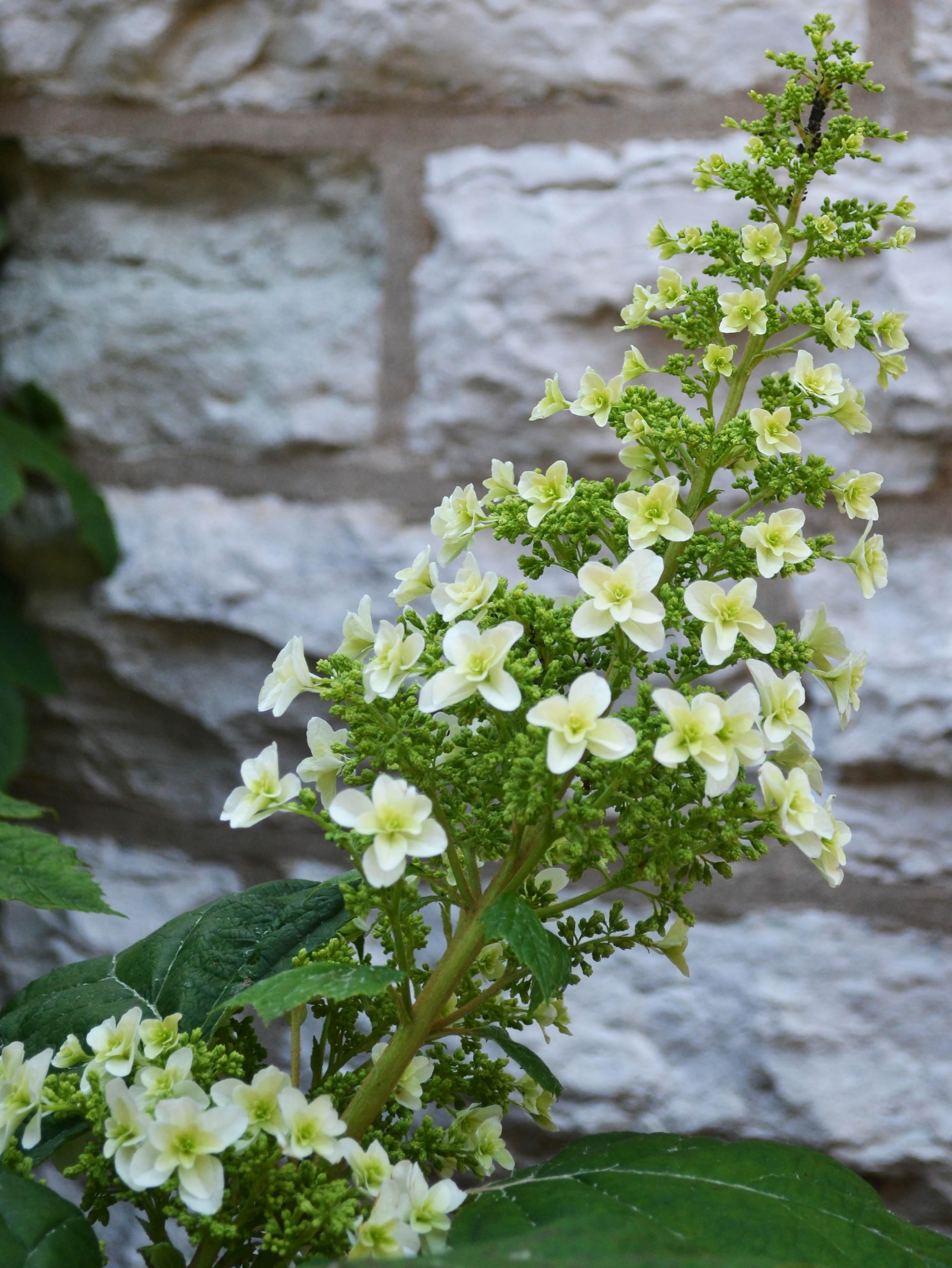 Hydrangea quercifolia ‘Snowflake’ – Purdue Arboretum Explorer