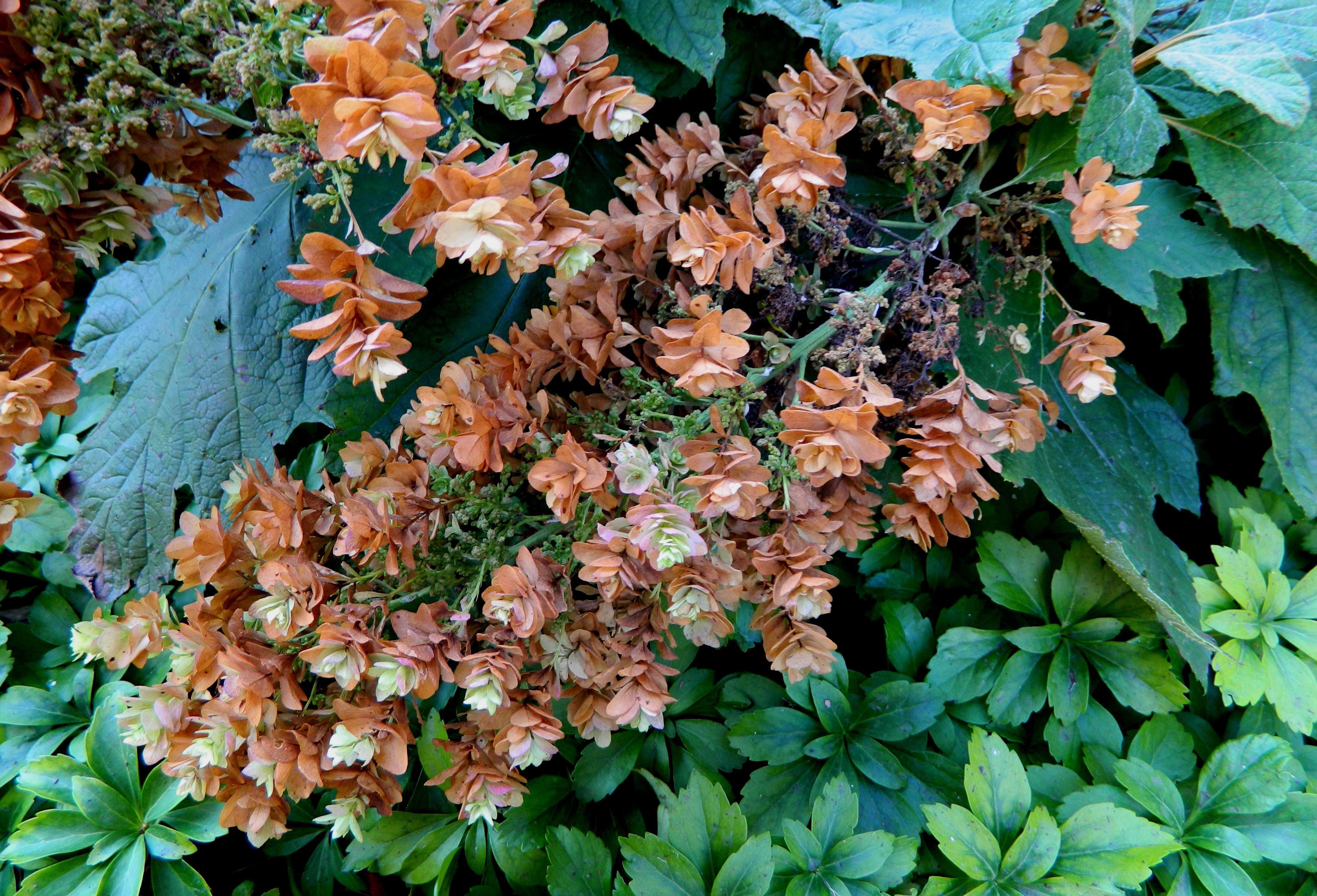 Hydrangea quercifolia ‘Snowflake’ – Purdue Arboretum Explorer