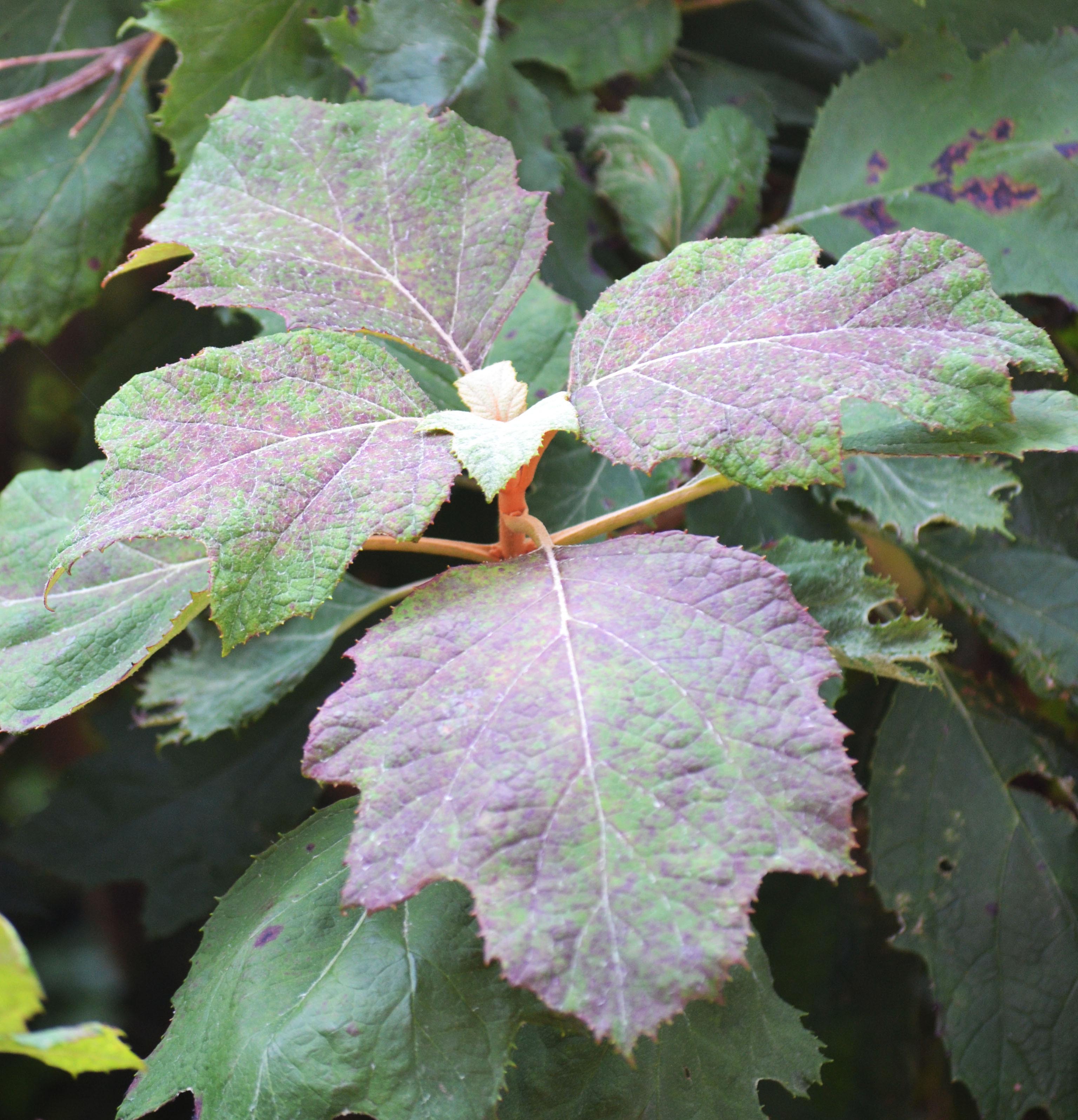 Hydrangea quercifolia ‘Snowflake’ – Purdue Arboretum Explorer