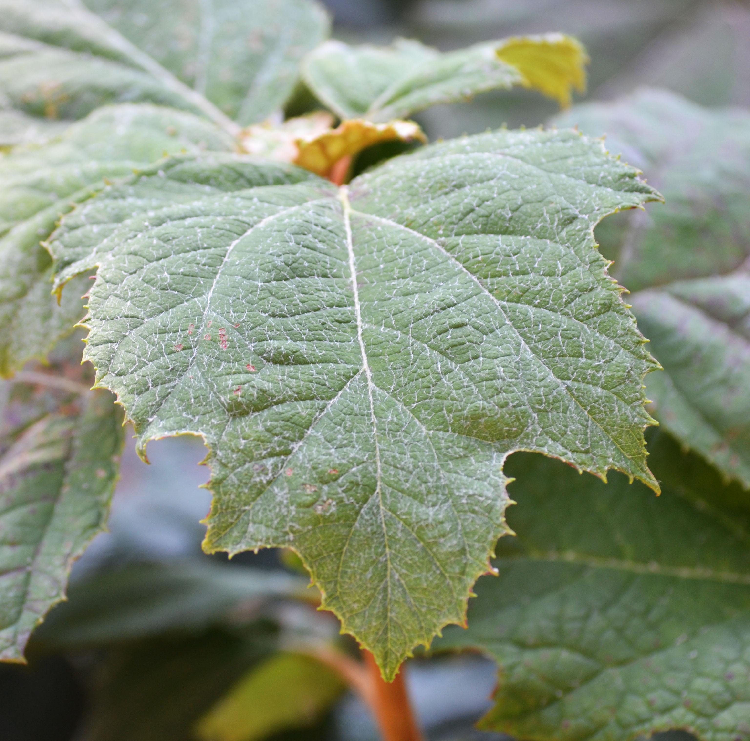 Hydrangea quercifolia ‘Snowflake’ – Purdue Arboretum Explorer