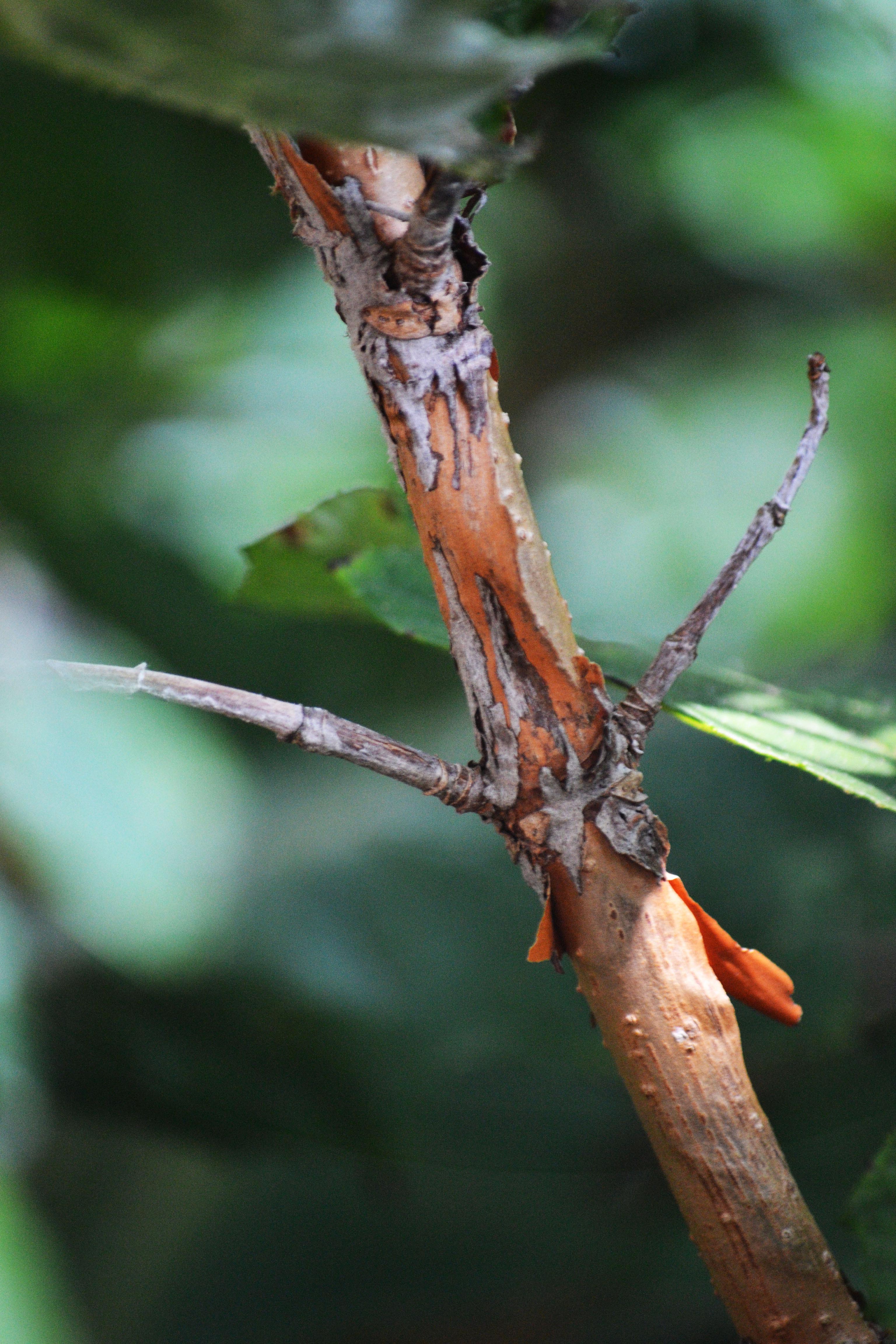 Hydrangea quercifolia ‘Snowflake’ – Purdue Arboretum Explorer