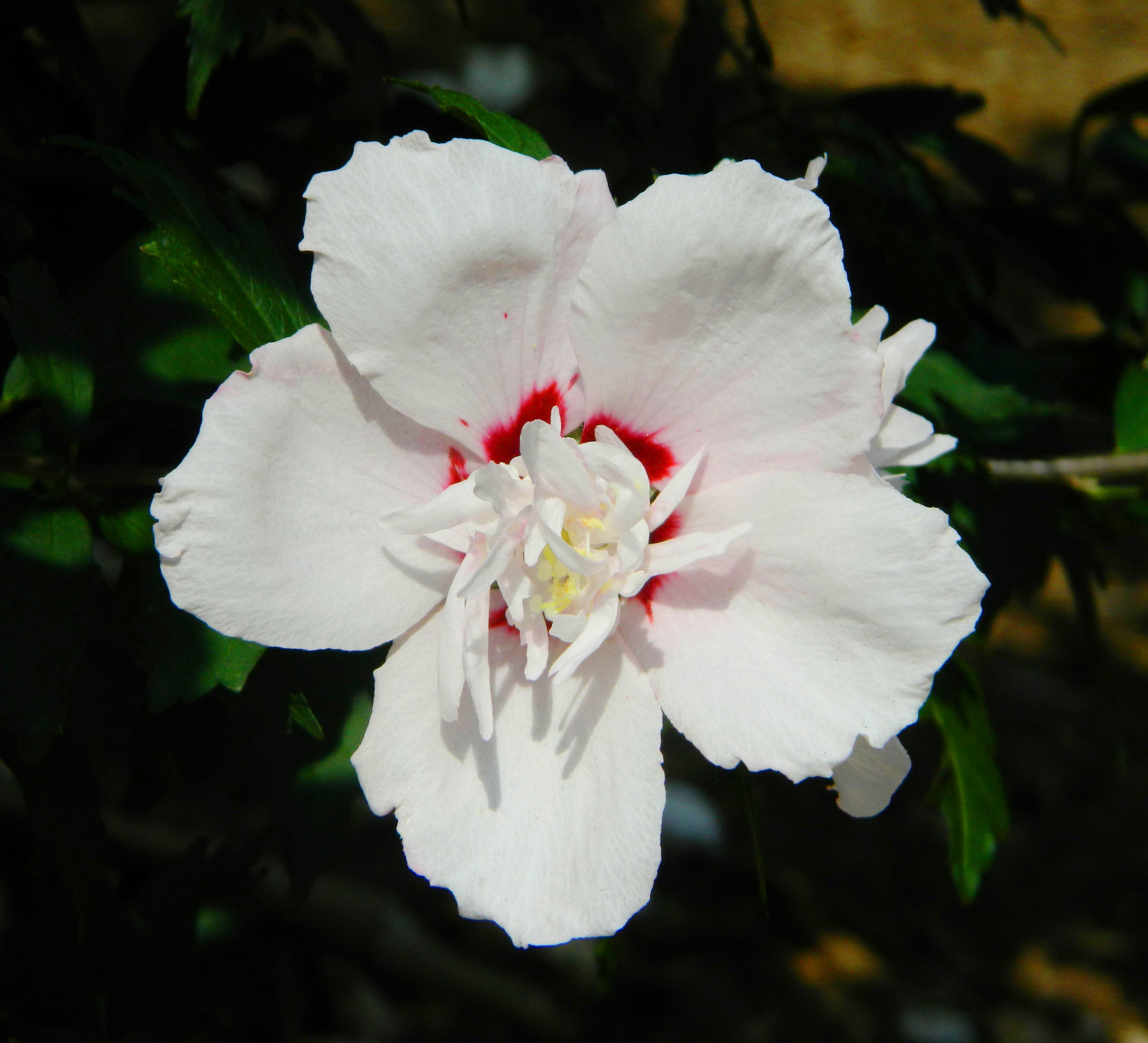 Hibiscus syriacus ‘Morning Star’ – Purdue Arboretum Explorer