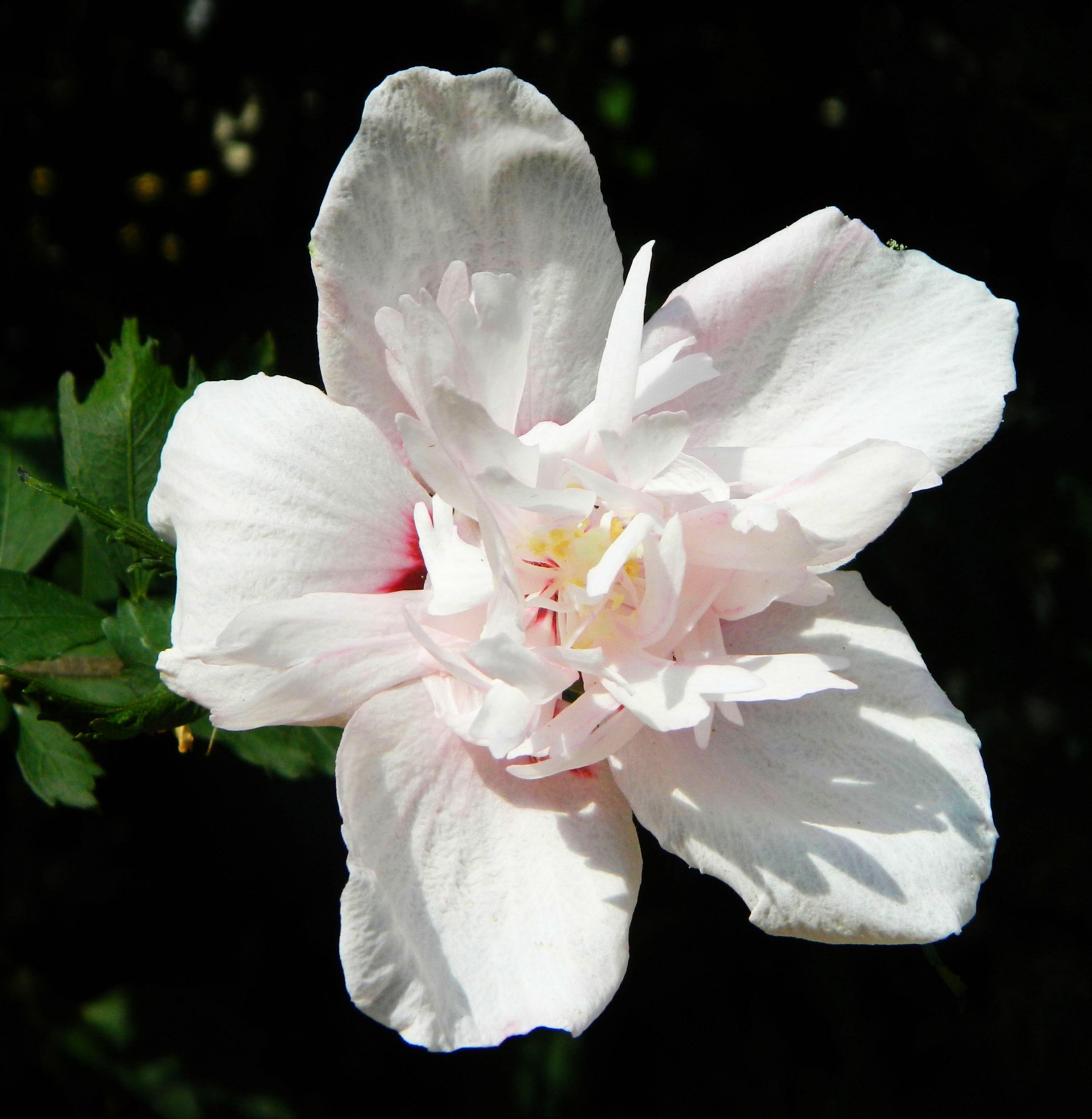 Hibiscus syriacus ‘Morning Star’ – Purdue Arboretum Explorer