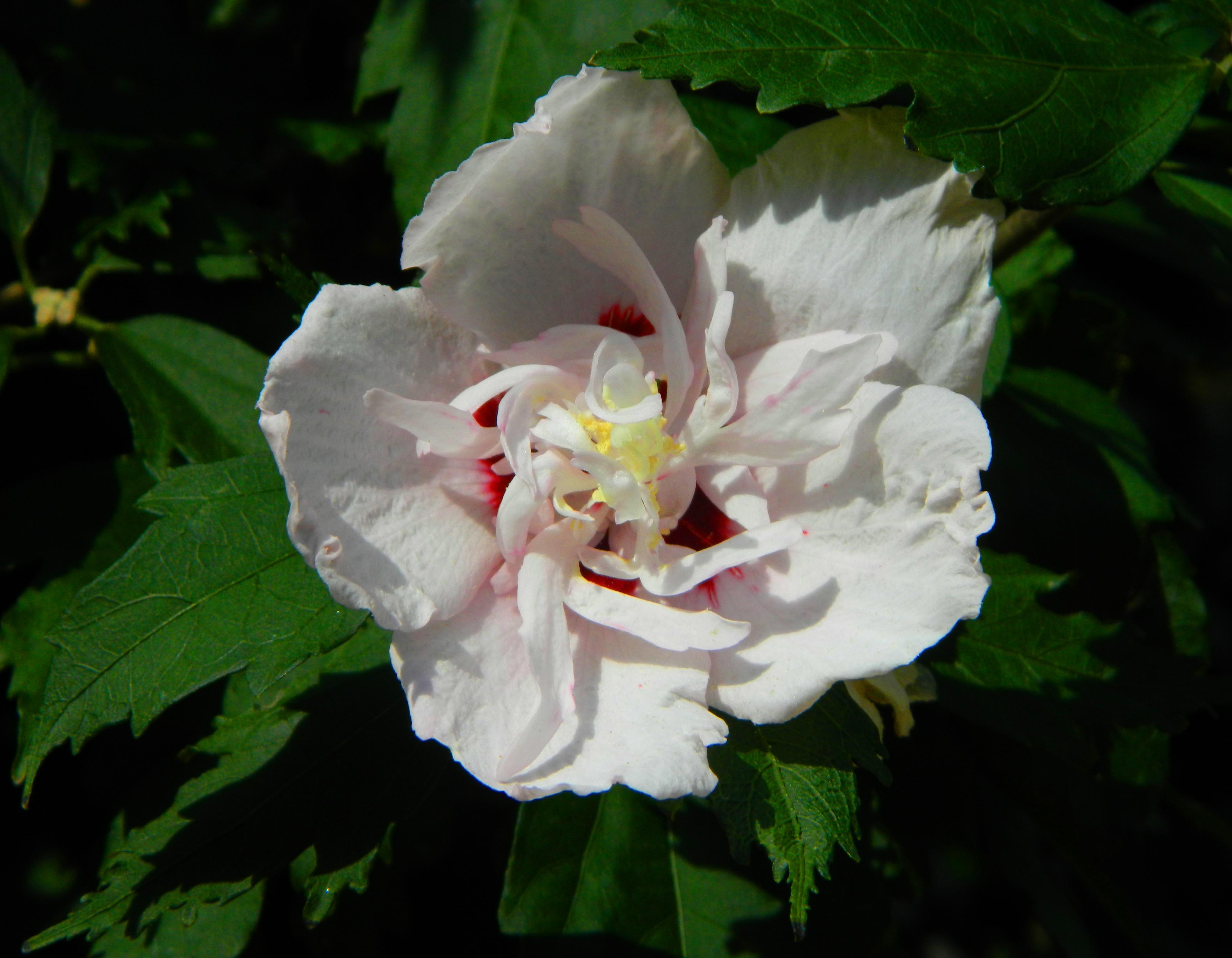 Hibiscus syriacus ‘Morning Star’ – Purdue Arboretum Explorer