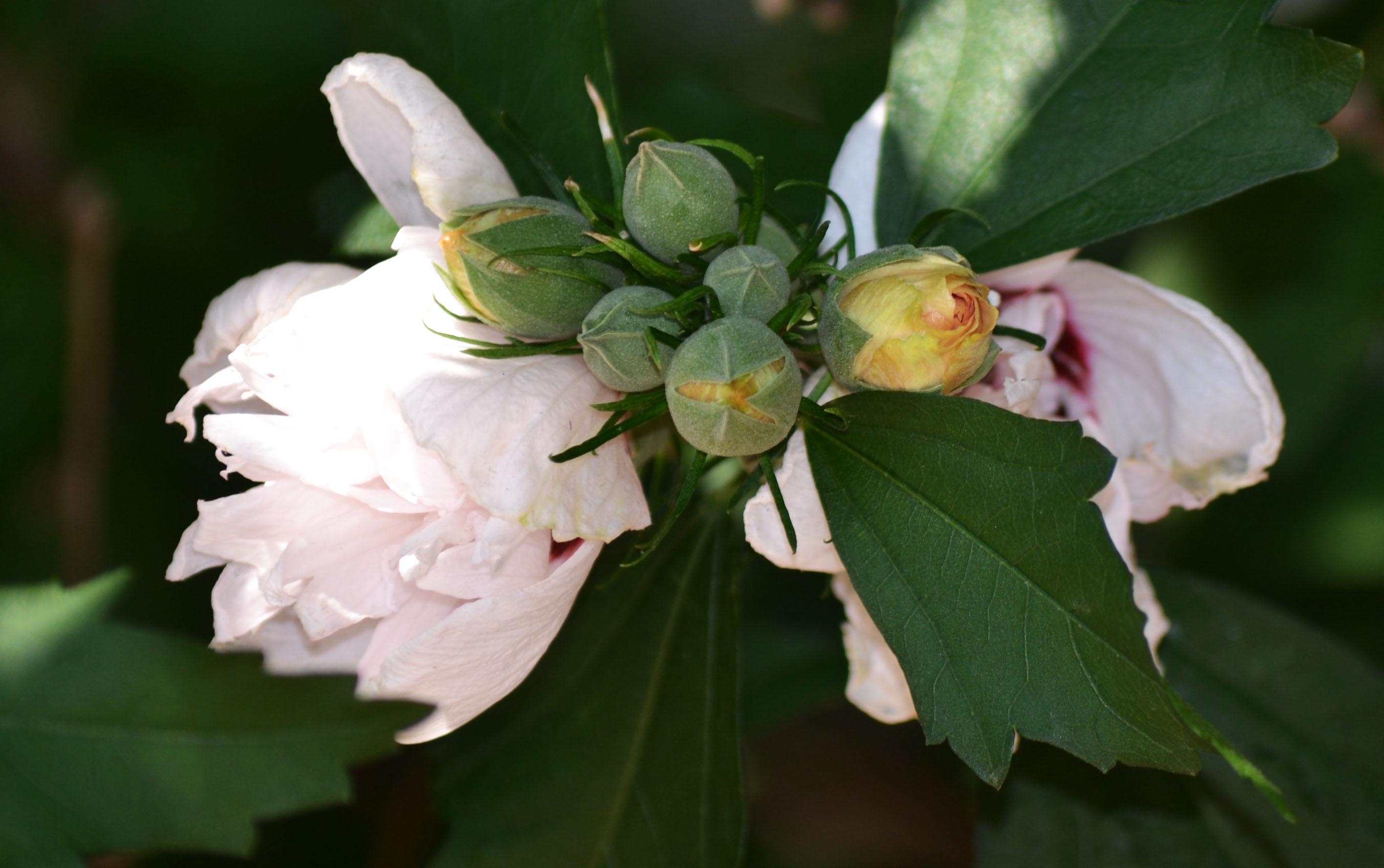 Hibiscus syriacus ‘Morning Star’ – Purdue Arboretum Explorer