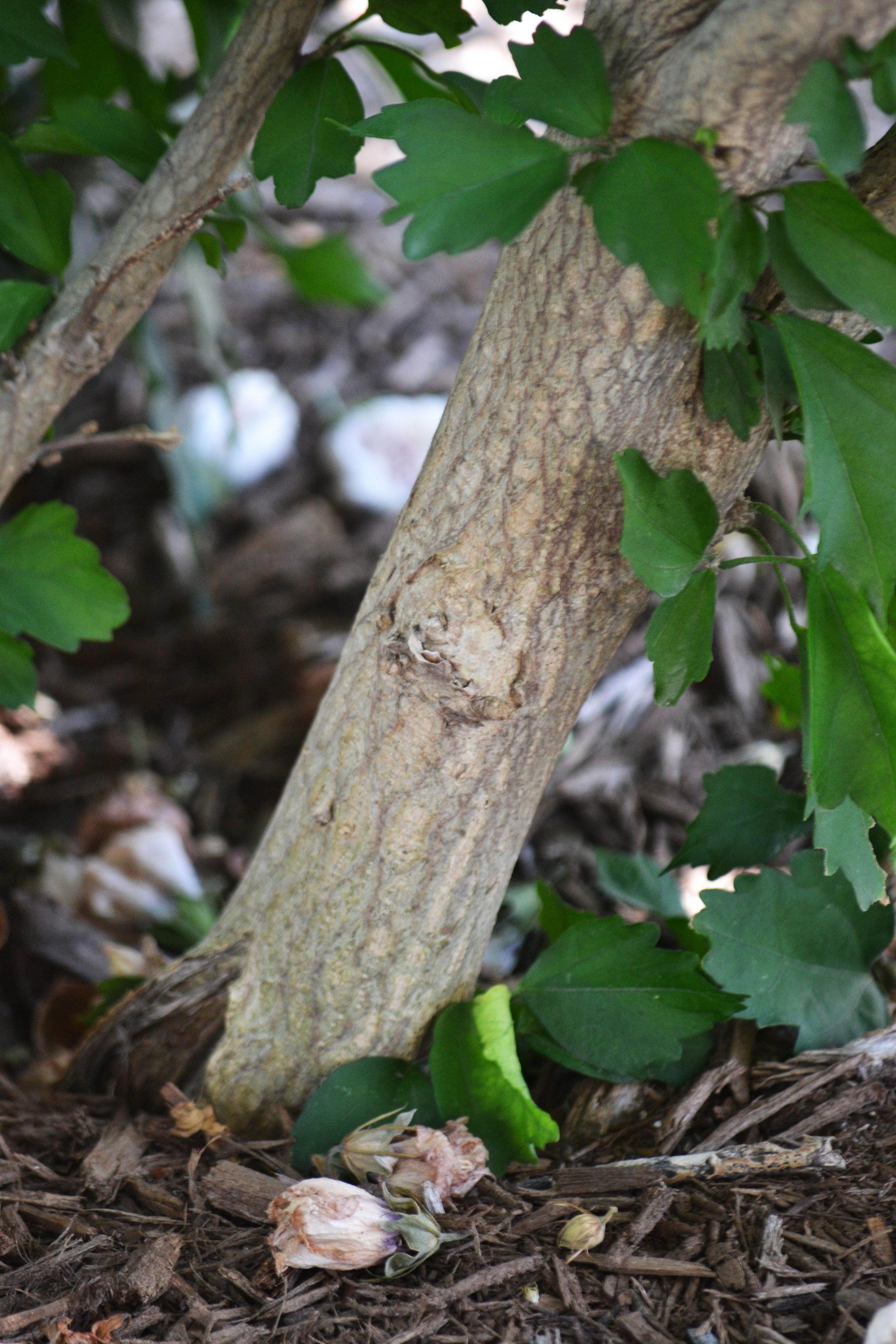 Hibiscus syriacus ‘Morning Star’ – Purdue Arboretum Explorer