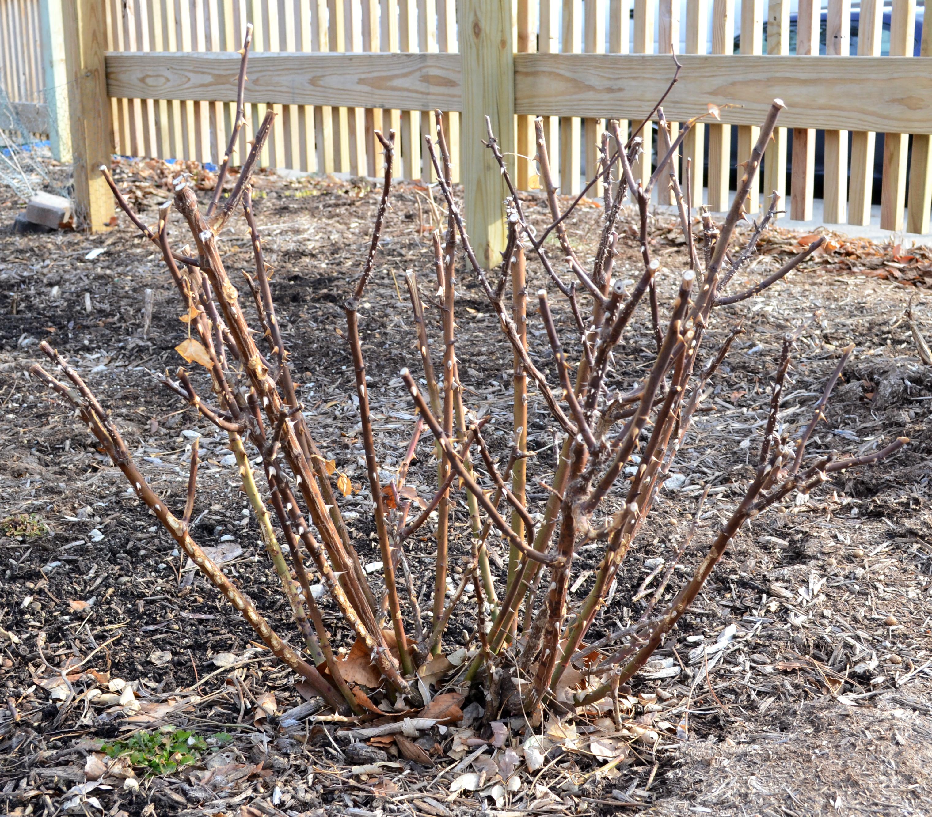 Rosa × ‘Radtko’ [sold as The Double Knock Out®] – Purdue Arboretum Explorer