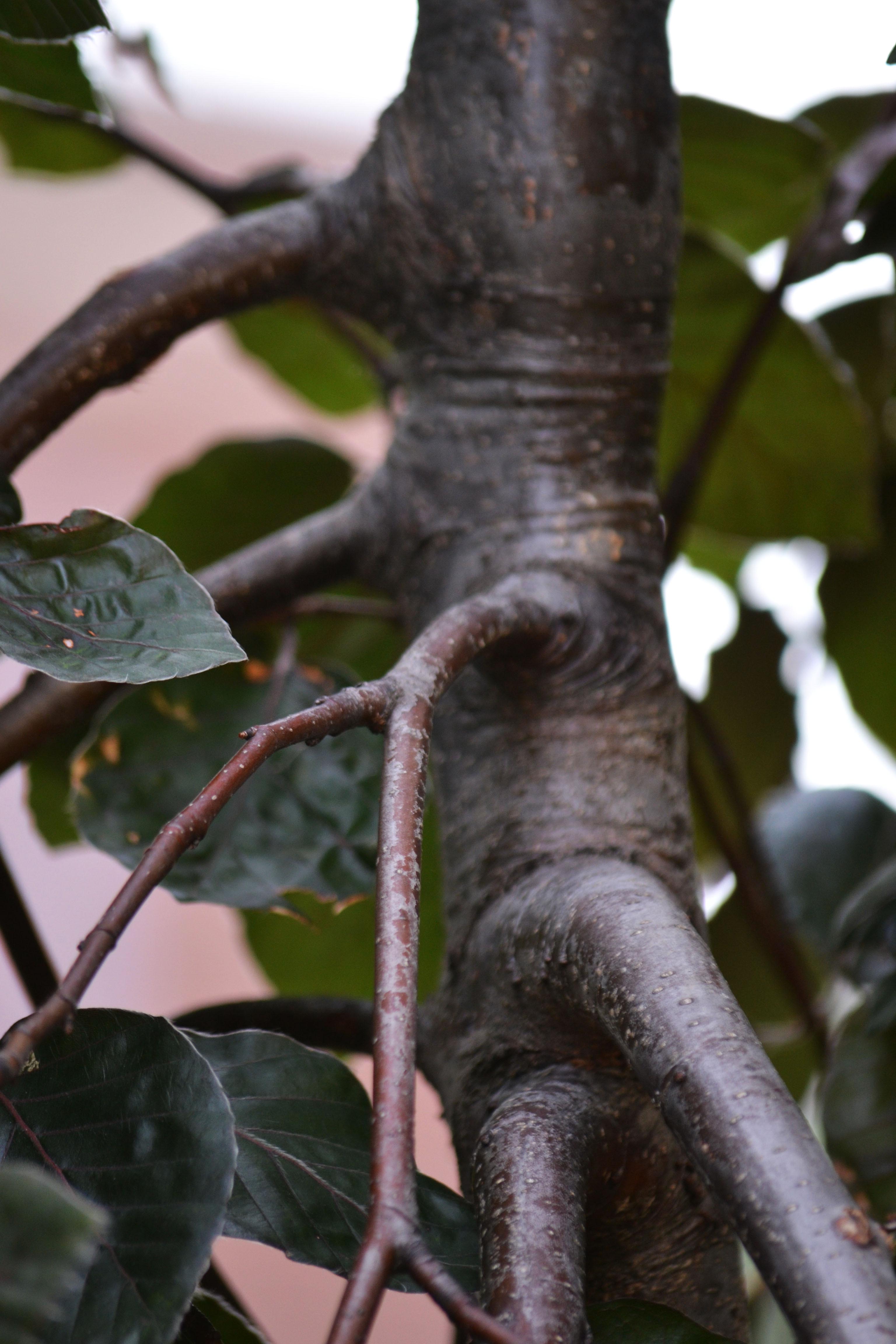 Fagus sylvatica ‘Purple Fountain’ – Purdue Arboretum Explorer
