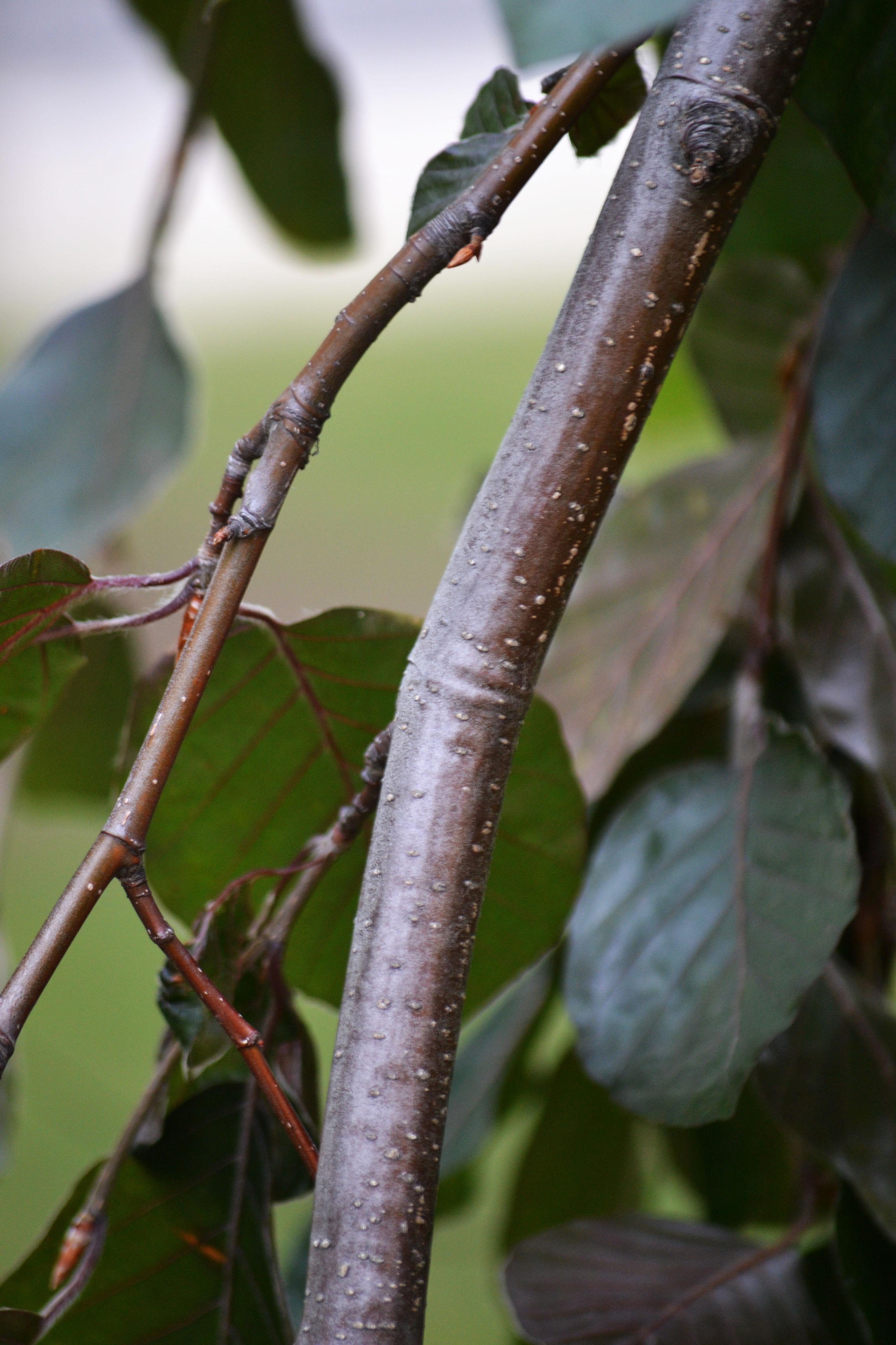 Fagus sylvatica ‘Purple Fountain’ – Purdue Arboretum Explorer