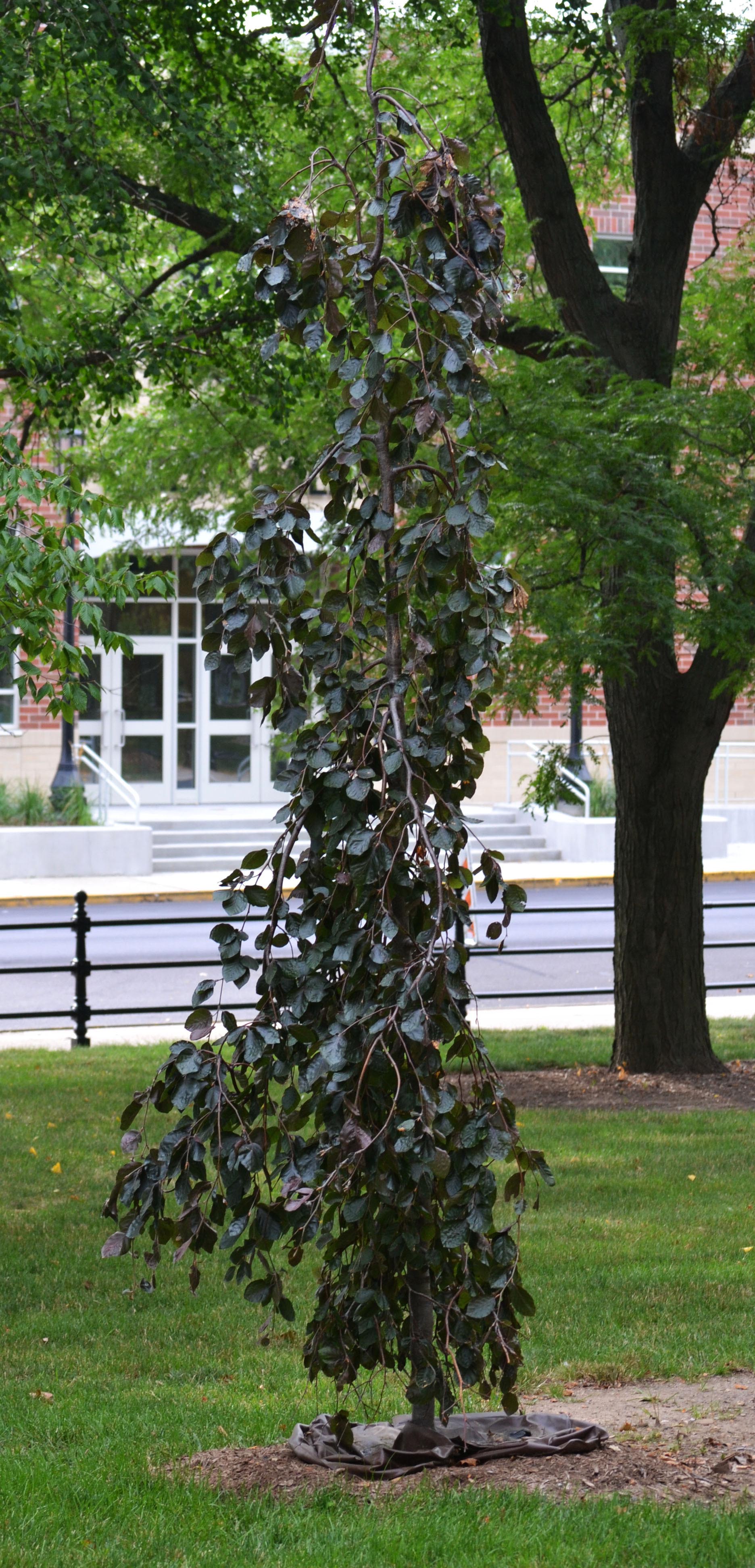 Fagus sylvatica ‘Purple Fountain’ – Purdue Arboretum Explorer