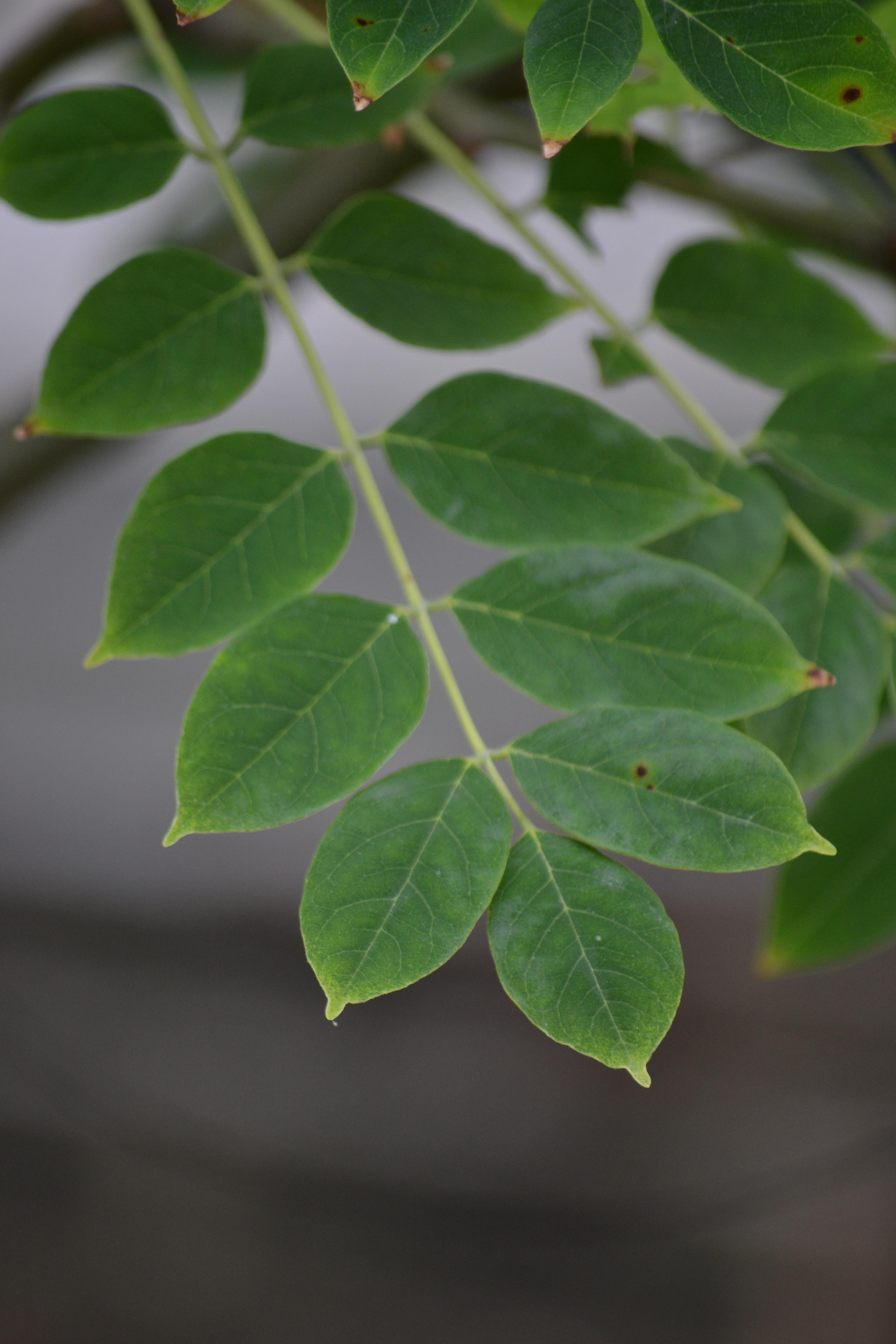 Maackia amurensis [sold as Summertime™] – Purdue Arboretum Explorer