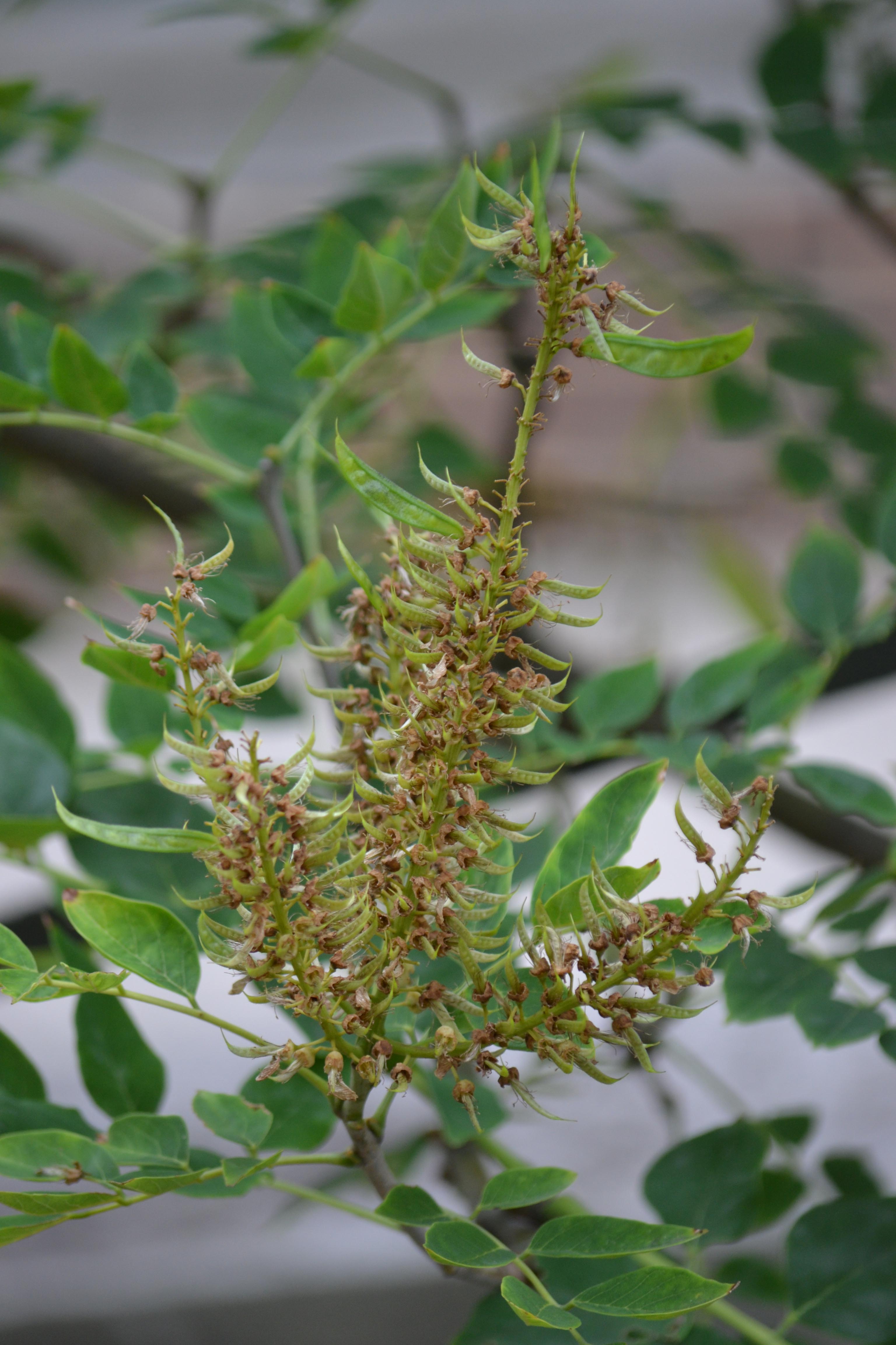 Maackia amurensis [sold as Summertime™] – Purdue Arboretum Explorer
