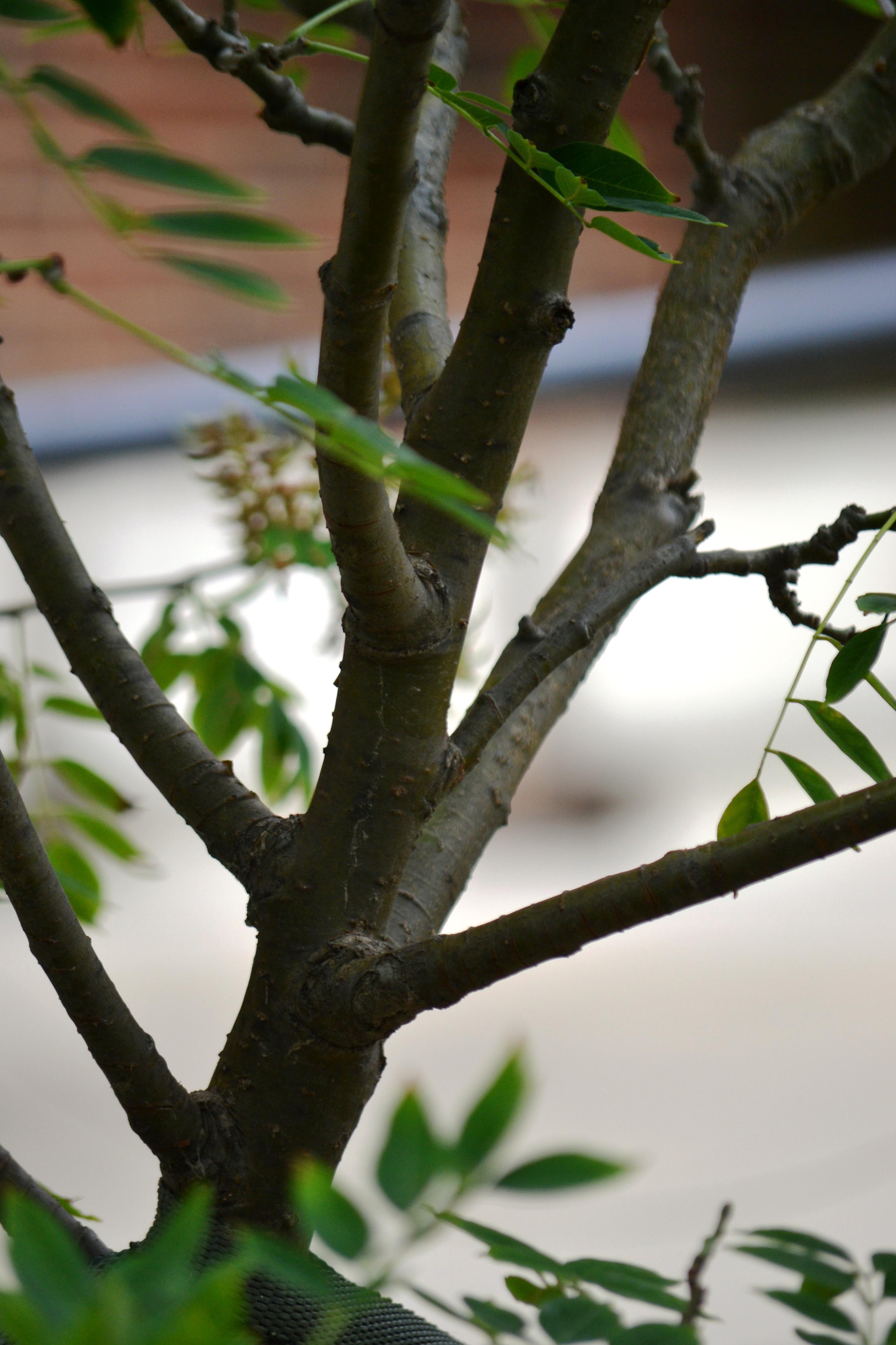 Maackia amurensis [sold as Summertime™] – Purdue Arboretum Explorer