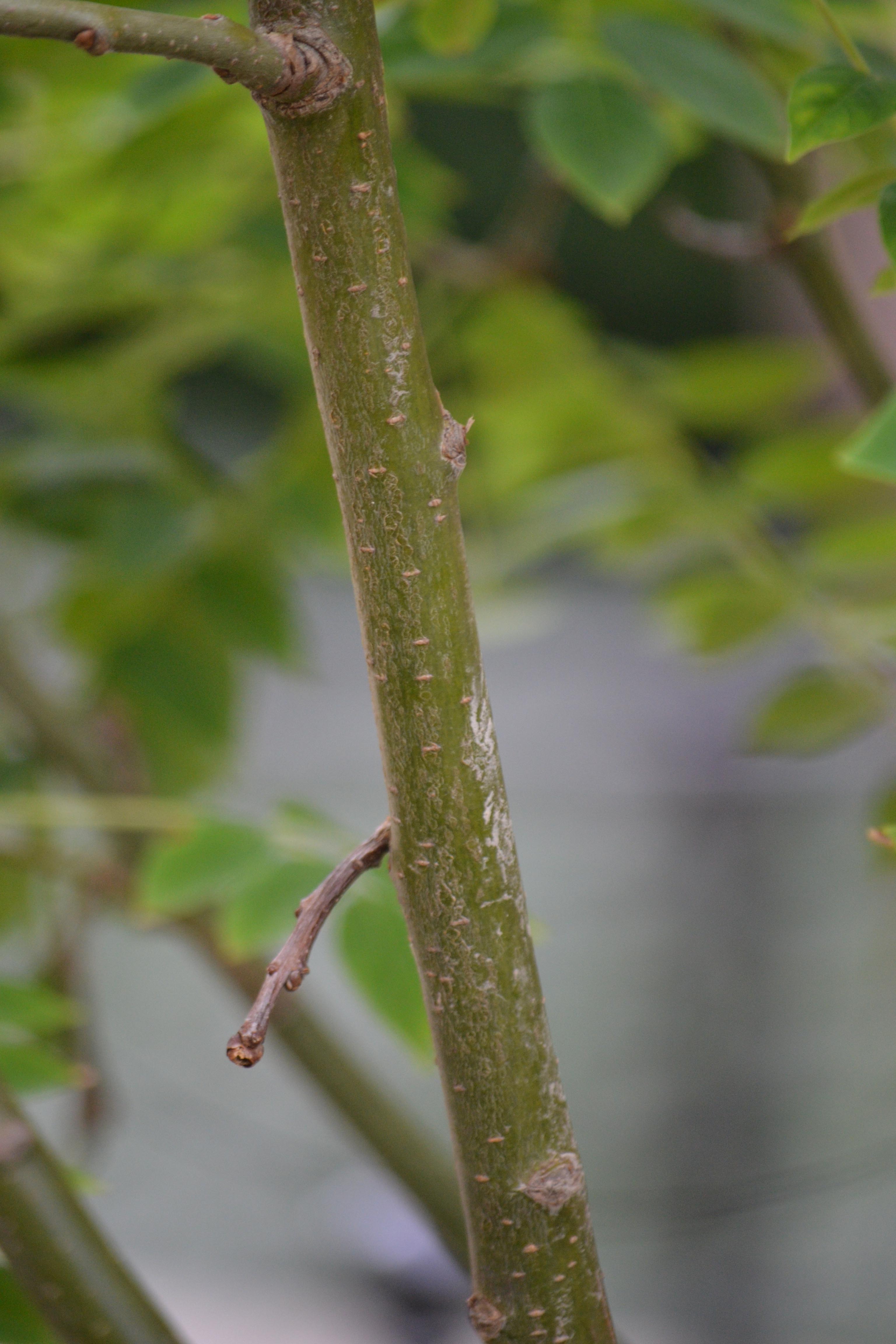 Maackia amurensis [sold as Summertime™] – Purdue Arboretum Explorer