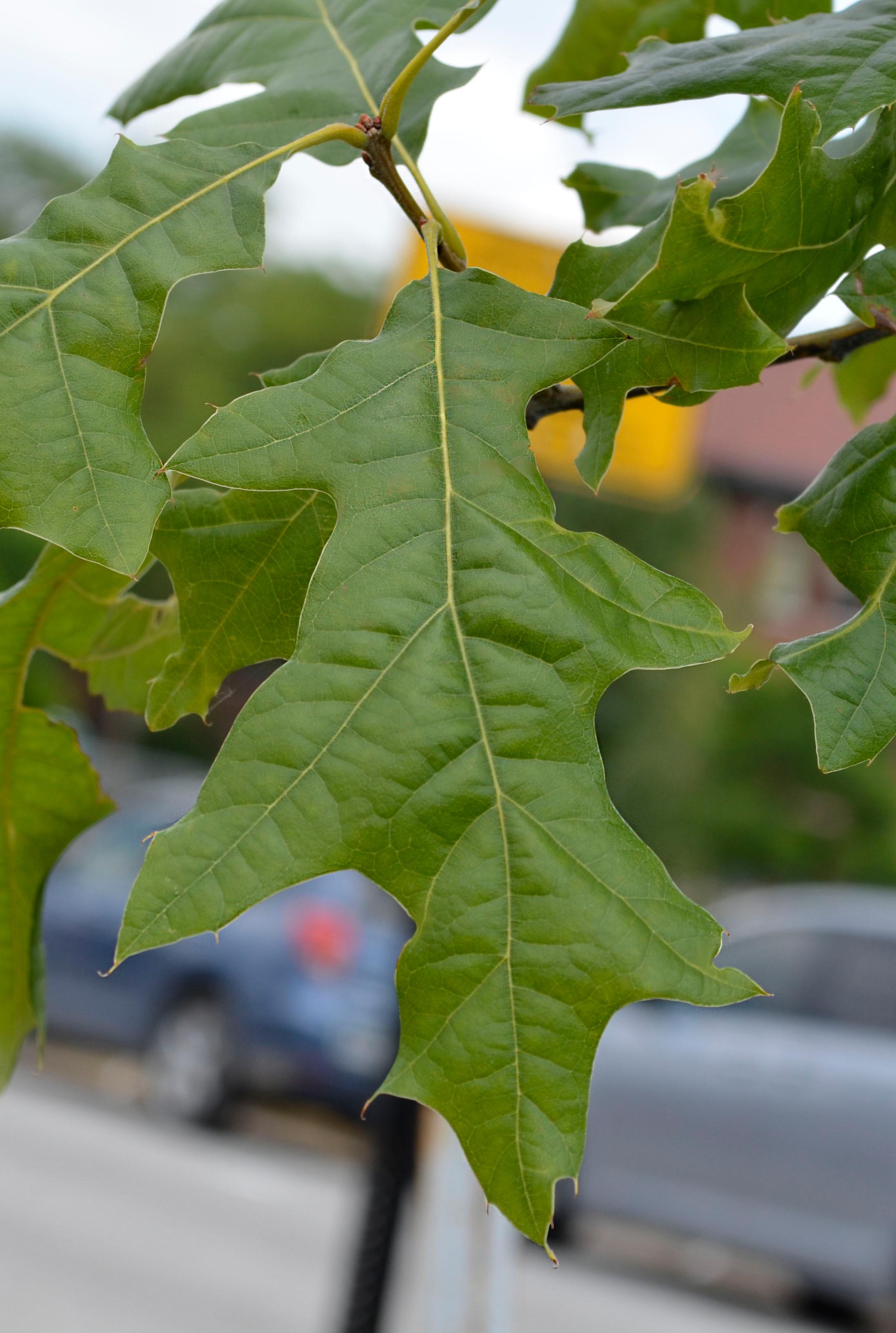 Quercus pagoda – Purdue Arboretum Explorer