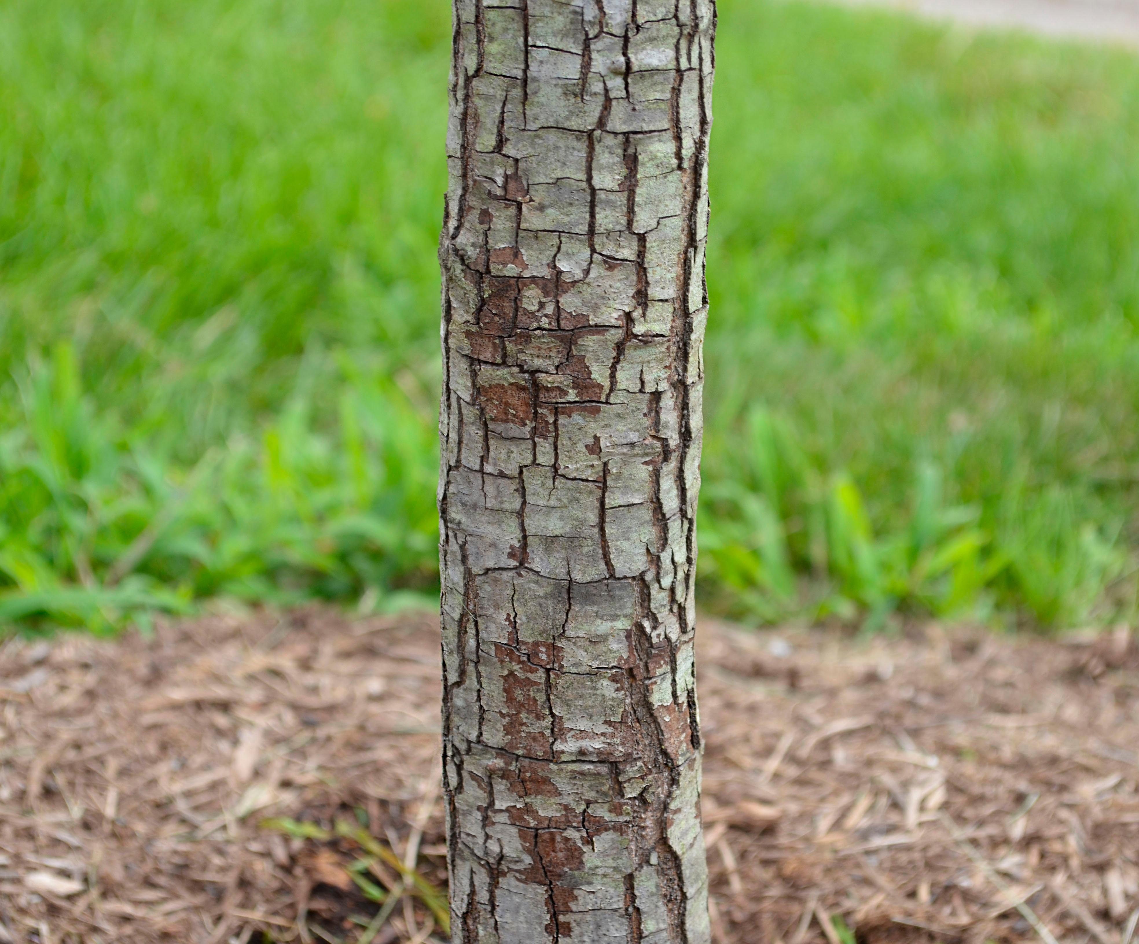 Quercus pagoda – Purdue Arboretum Explorer