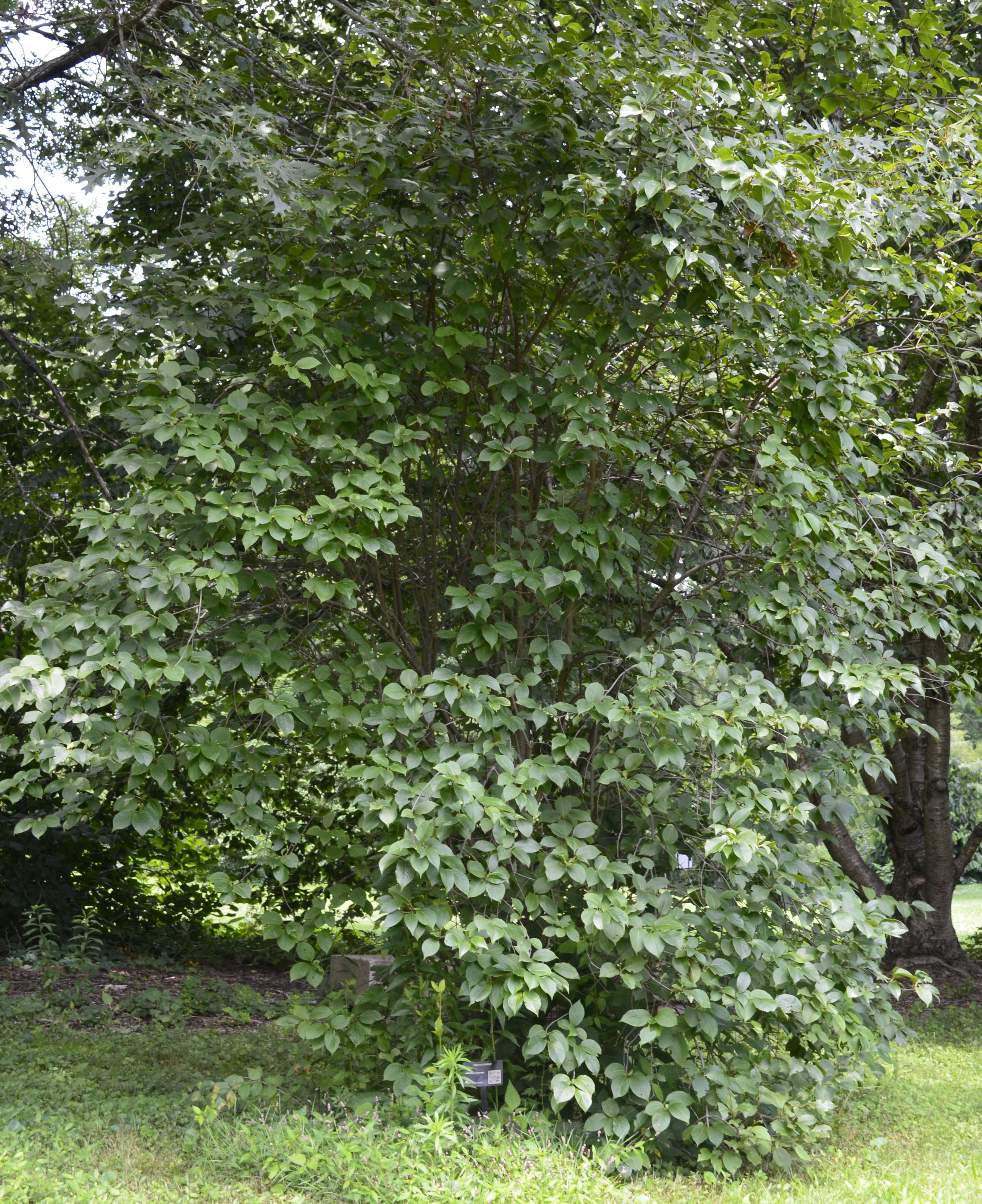 Viburnum lentago – Purdue Arboretum Explorer
