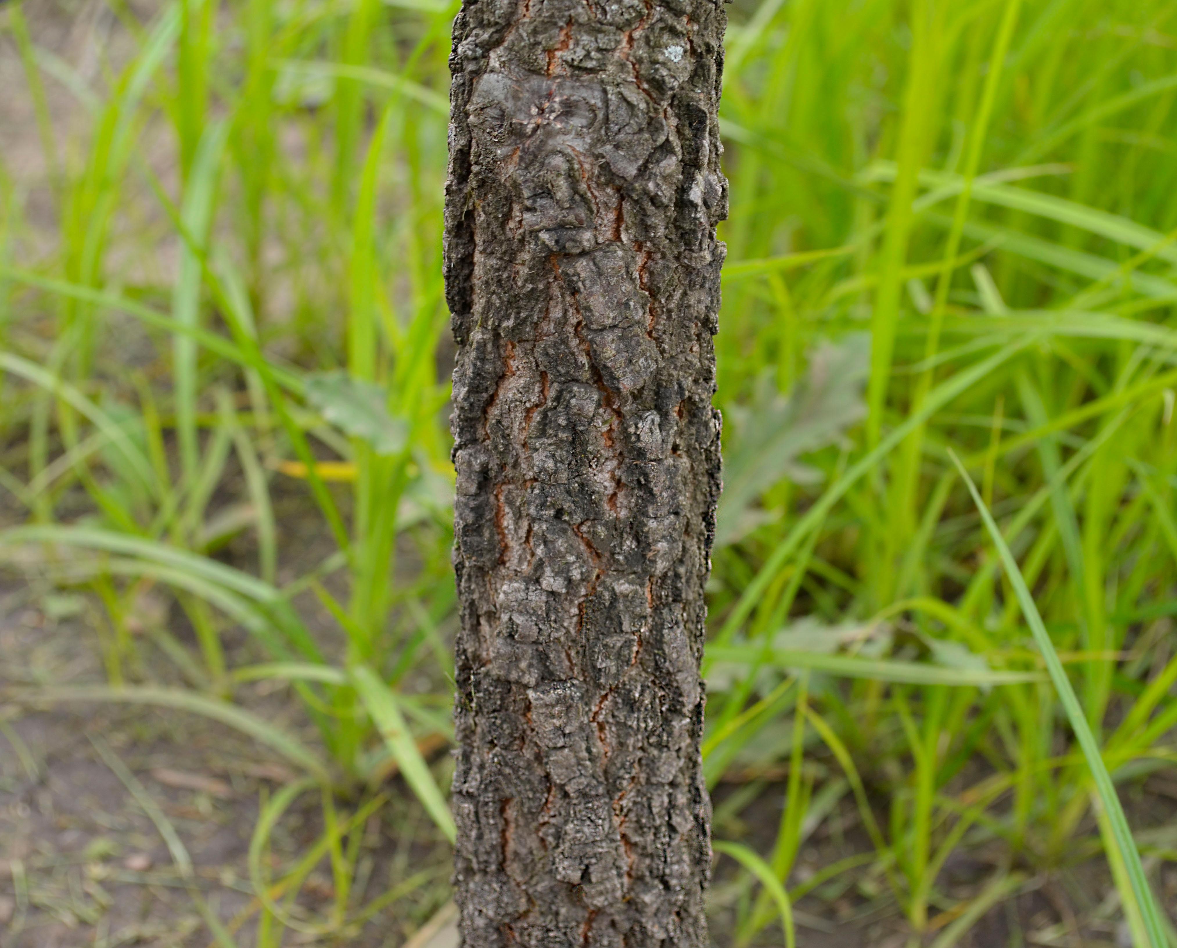 Quercus marilandica – Purdue Arboretum Explorer