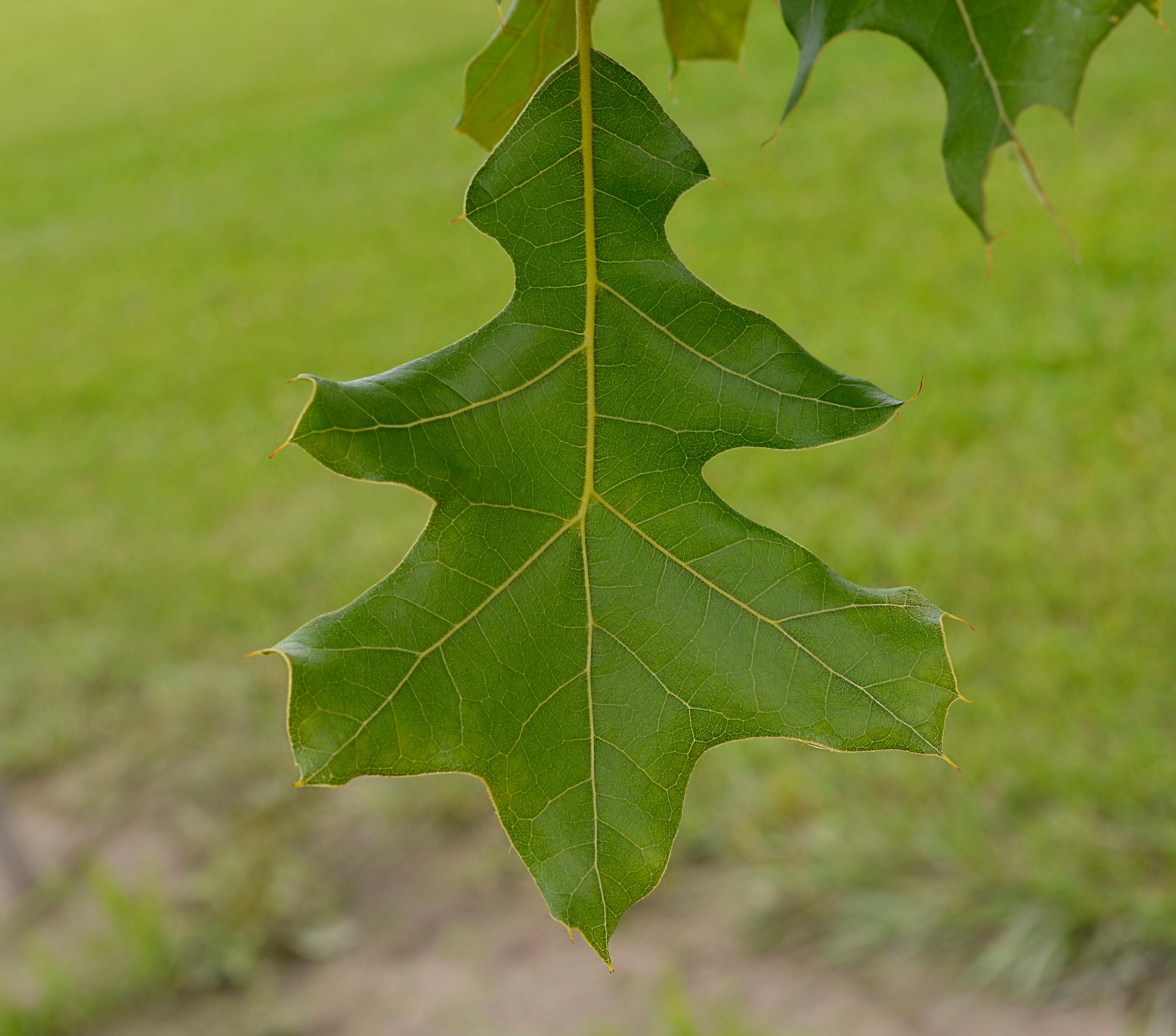 Quercus marilandica – Purdue Arboretum Explorer