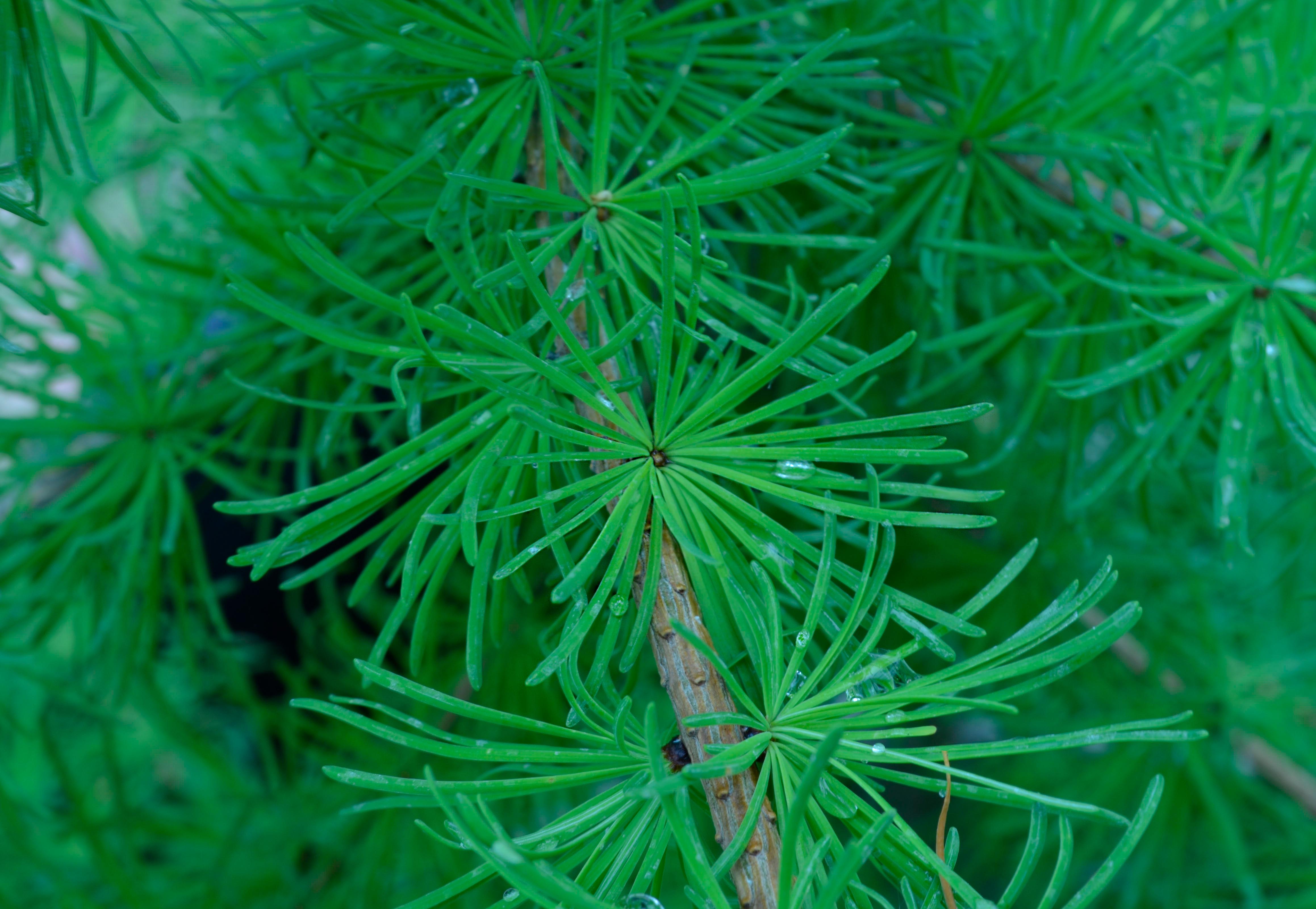 Larix laricina – Purdue Arboretum Explorer