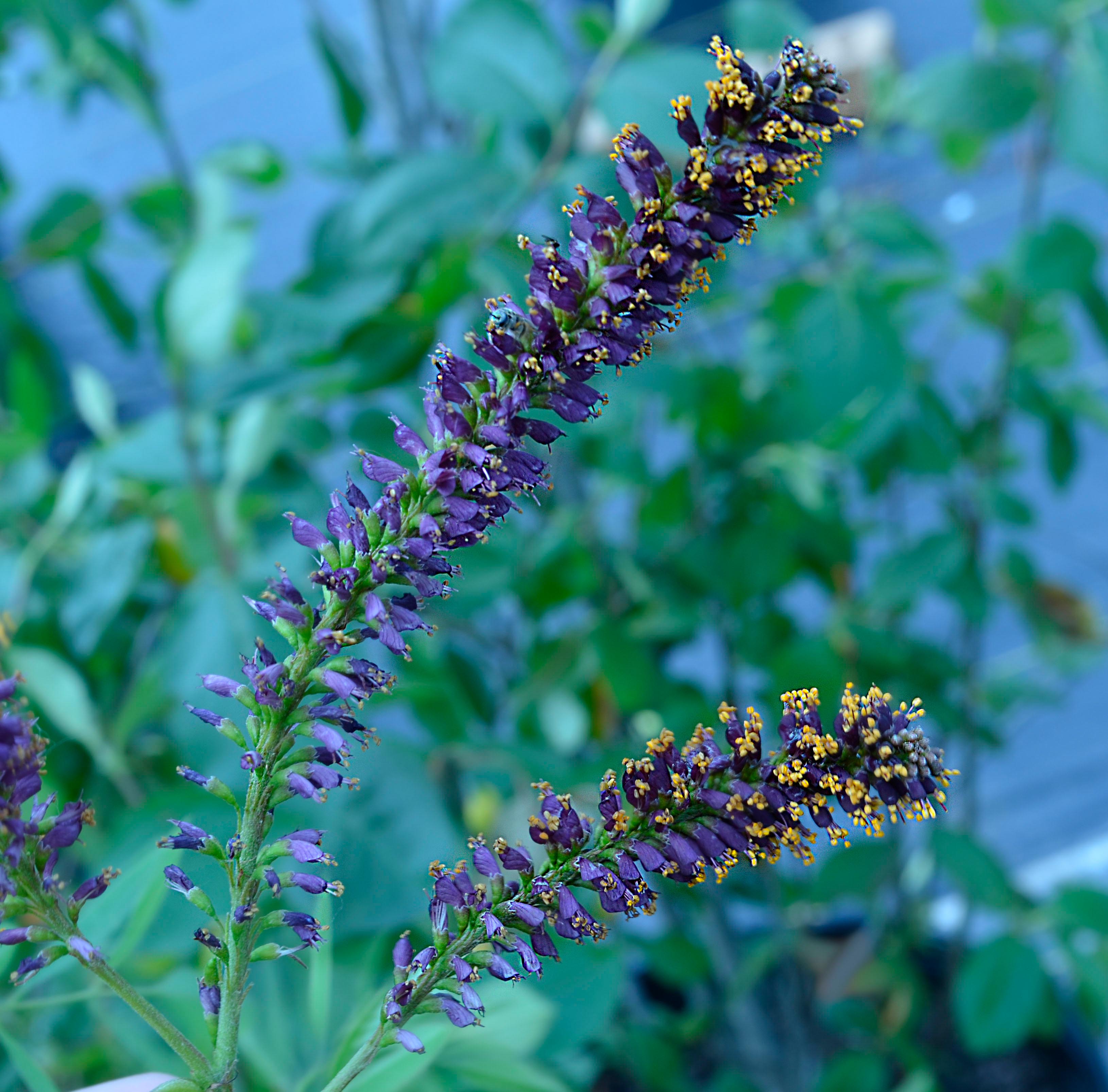 Amorpha fruticosa – Purdue Arboretum Explorer