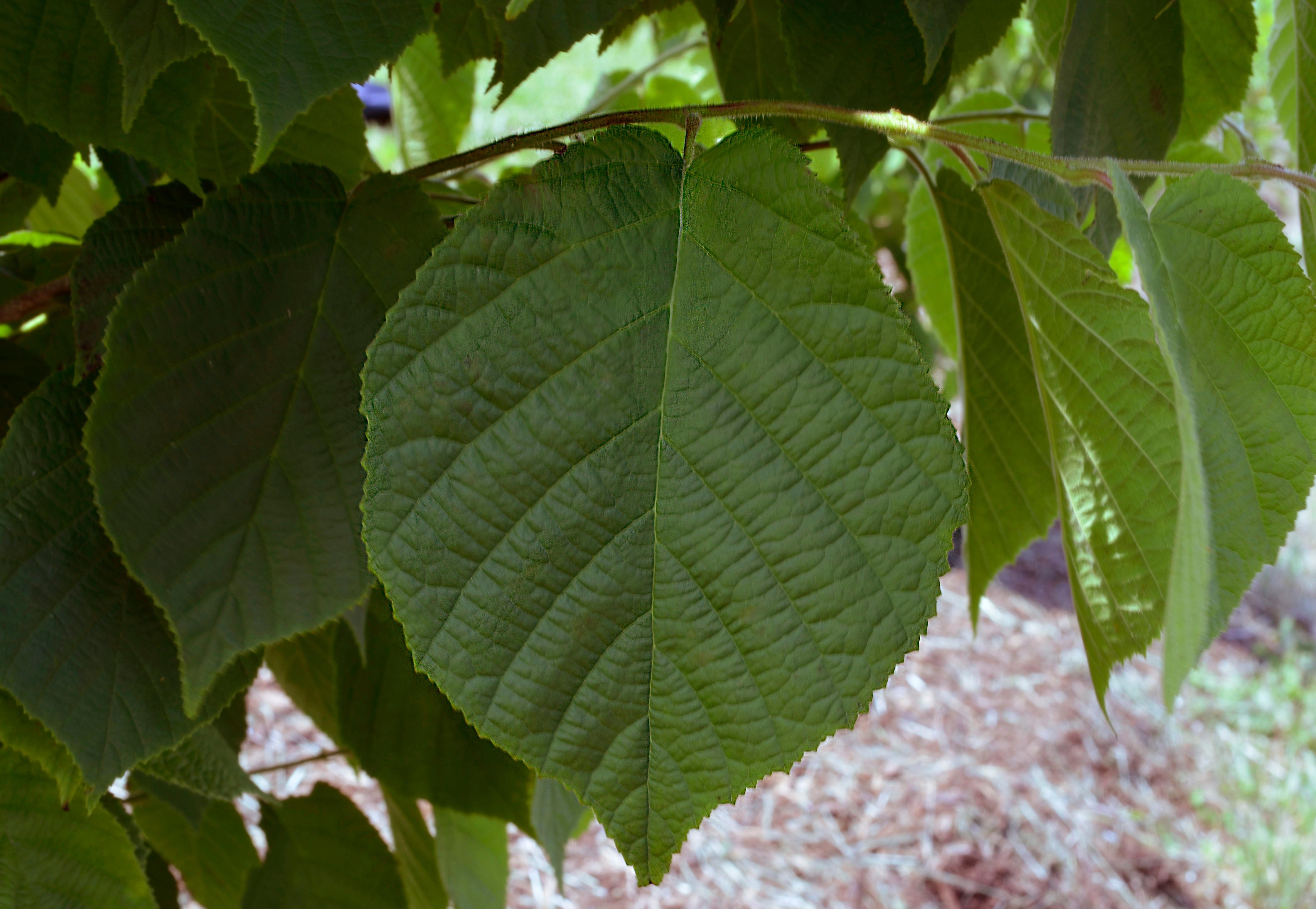 Corylus americana – Purdue Arboretum Explorer