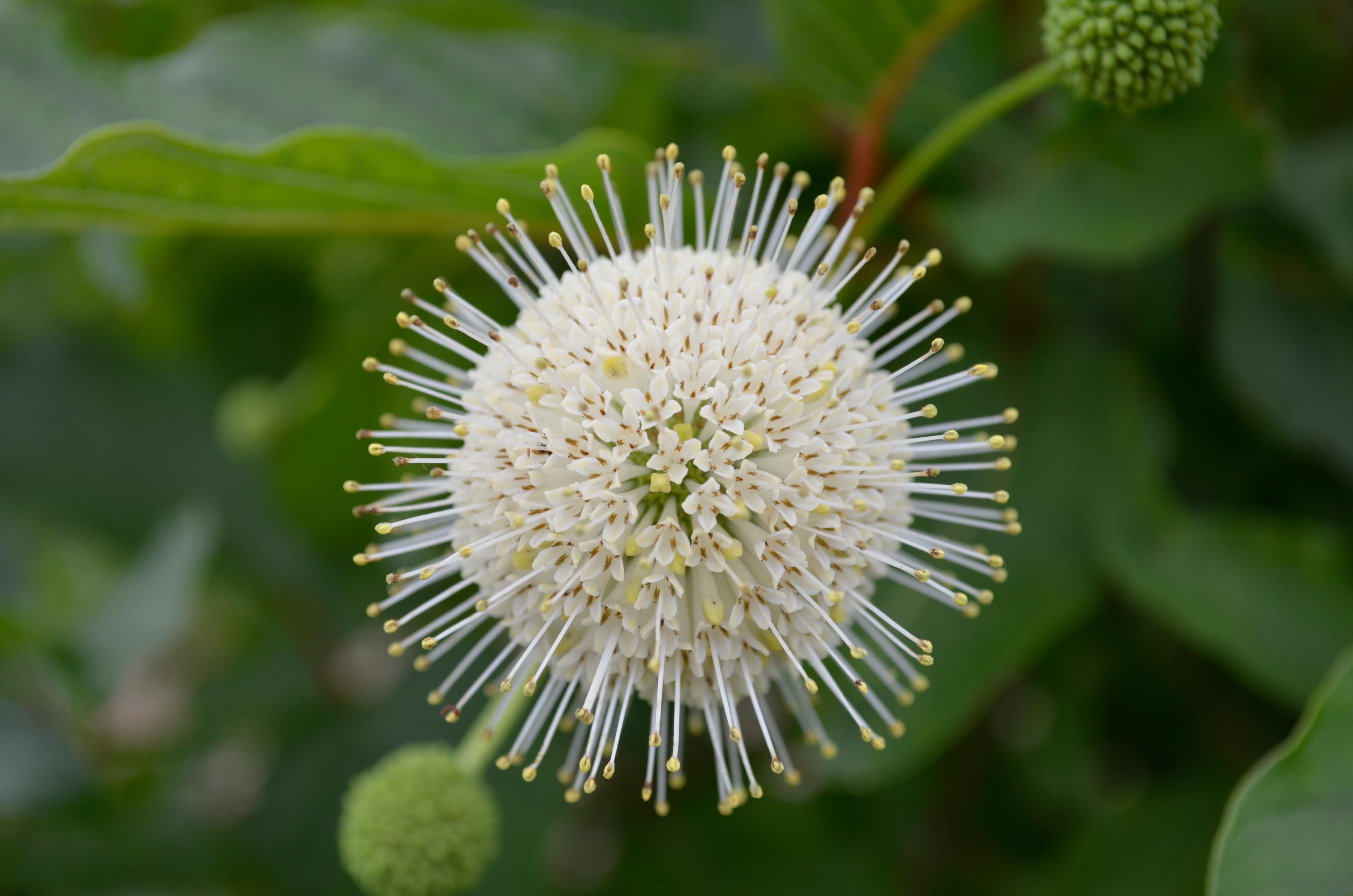Cephalanthus occidentalis – Purdue Arboretum Explorer