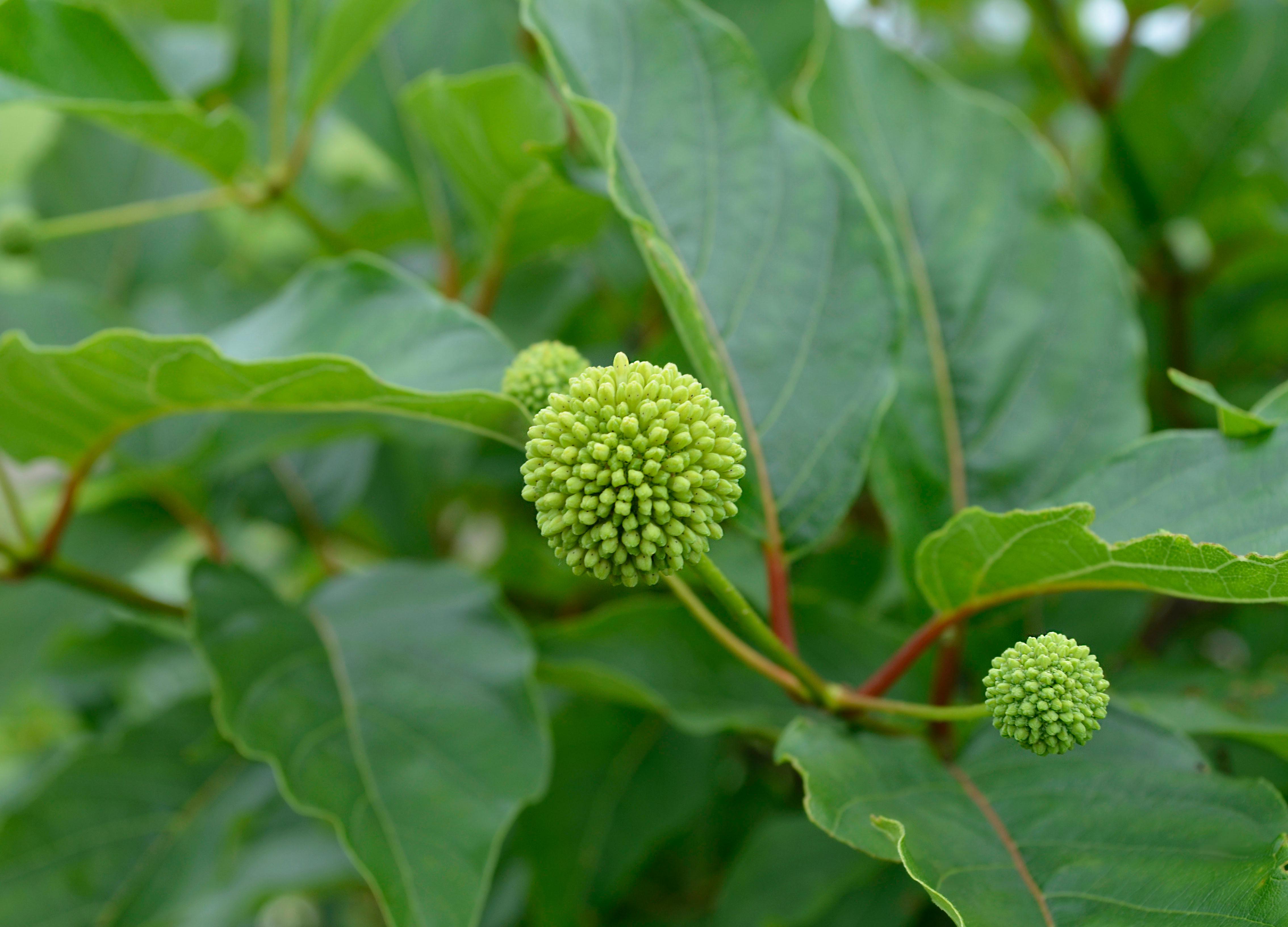 Cephalanthus occidentalis – Purdue Arboretum Explorer