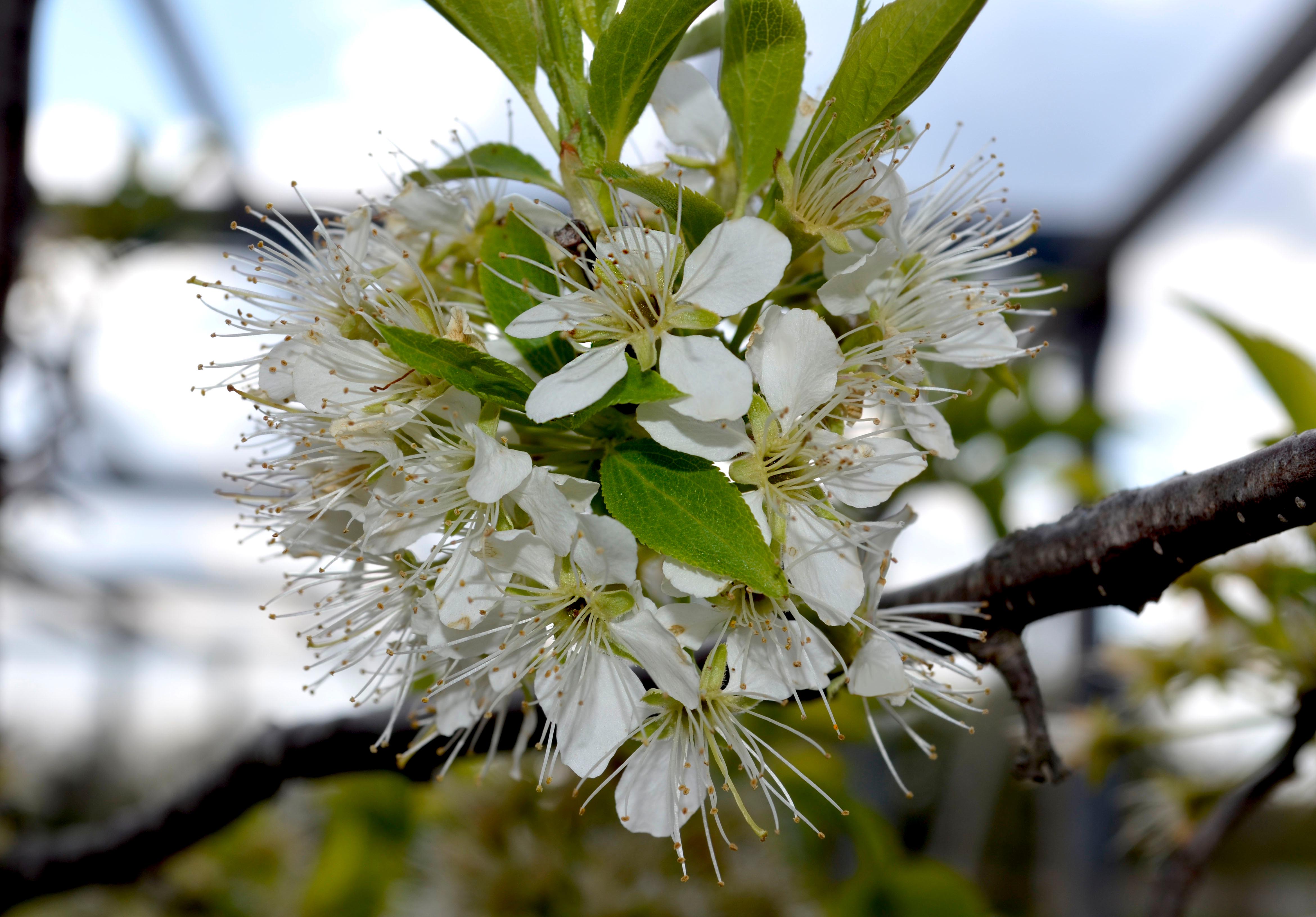 Prunus americana – Purdue Arboretum Explorer