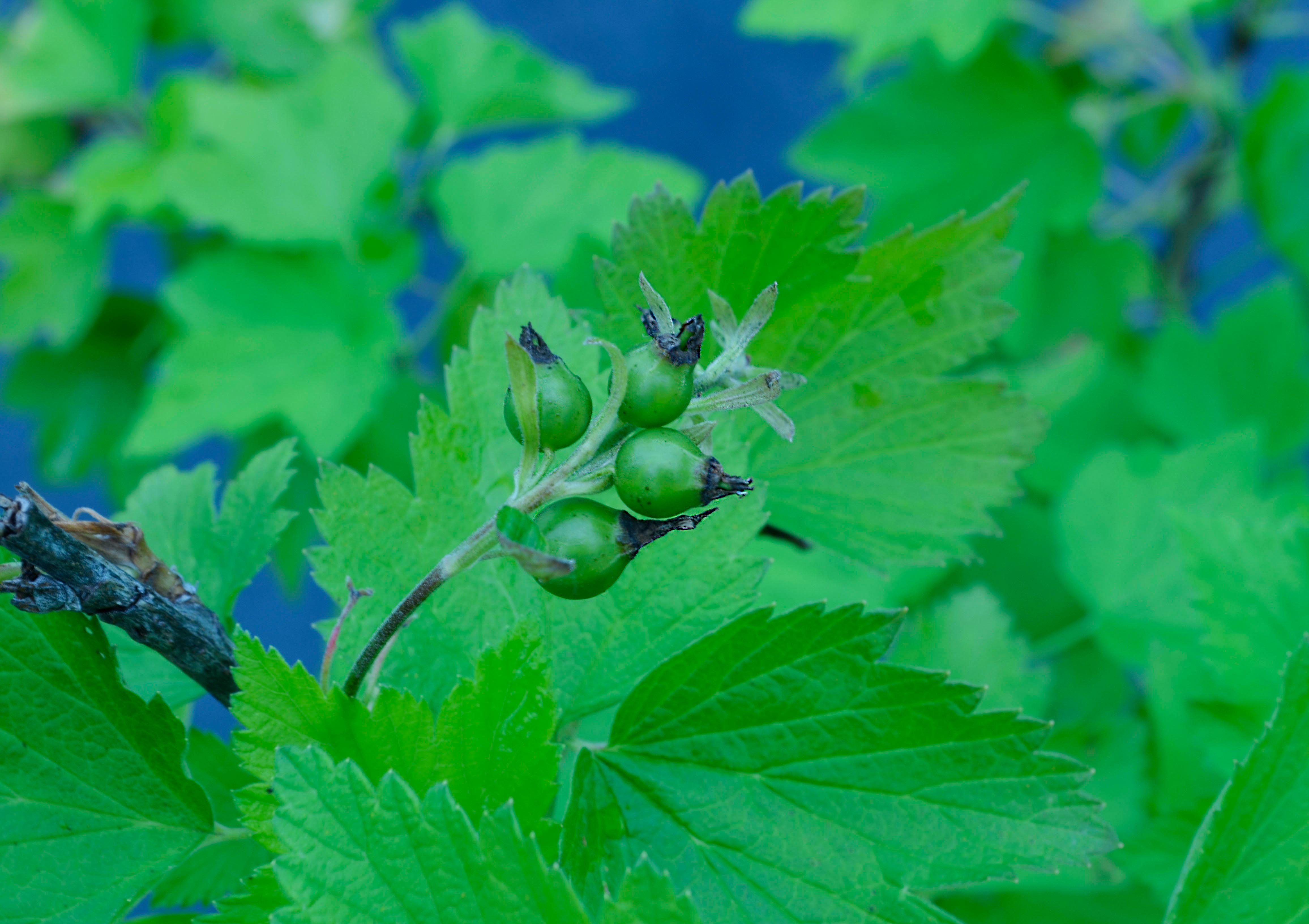 Ribes americanum – Purdue Arboretum Explorer