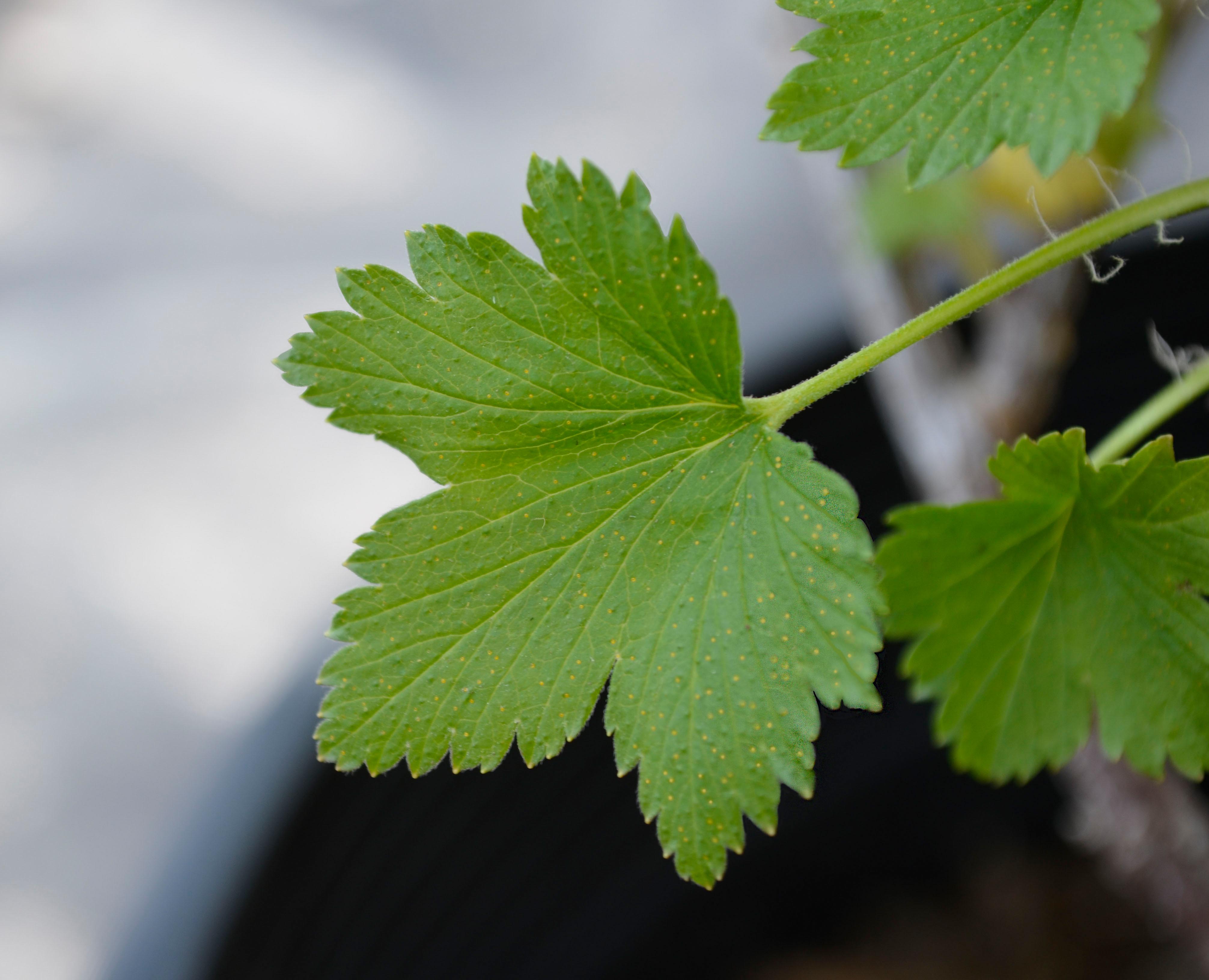 Ribes americanum – Purdue Arboretum Explorer