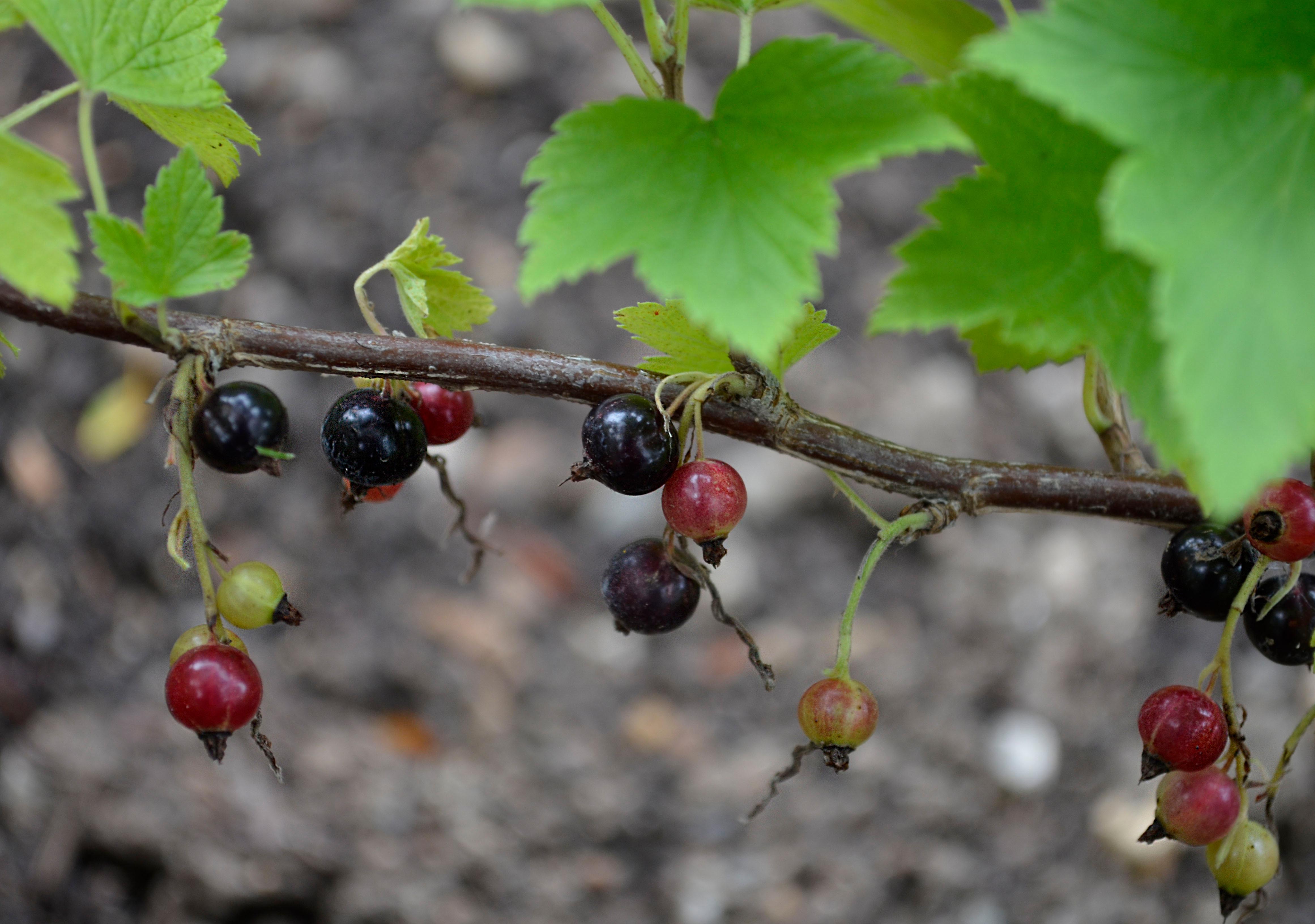 Ribes americanum – Purdue Arboretum Explorer