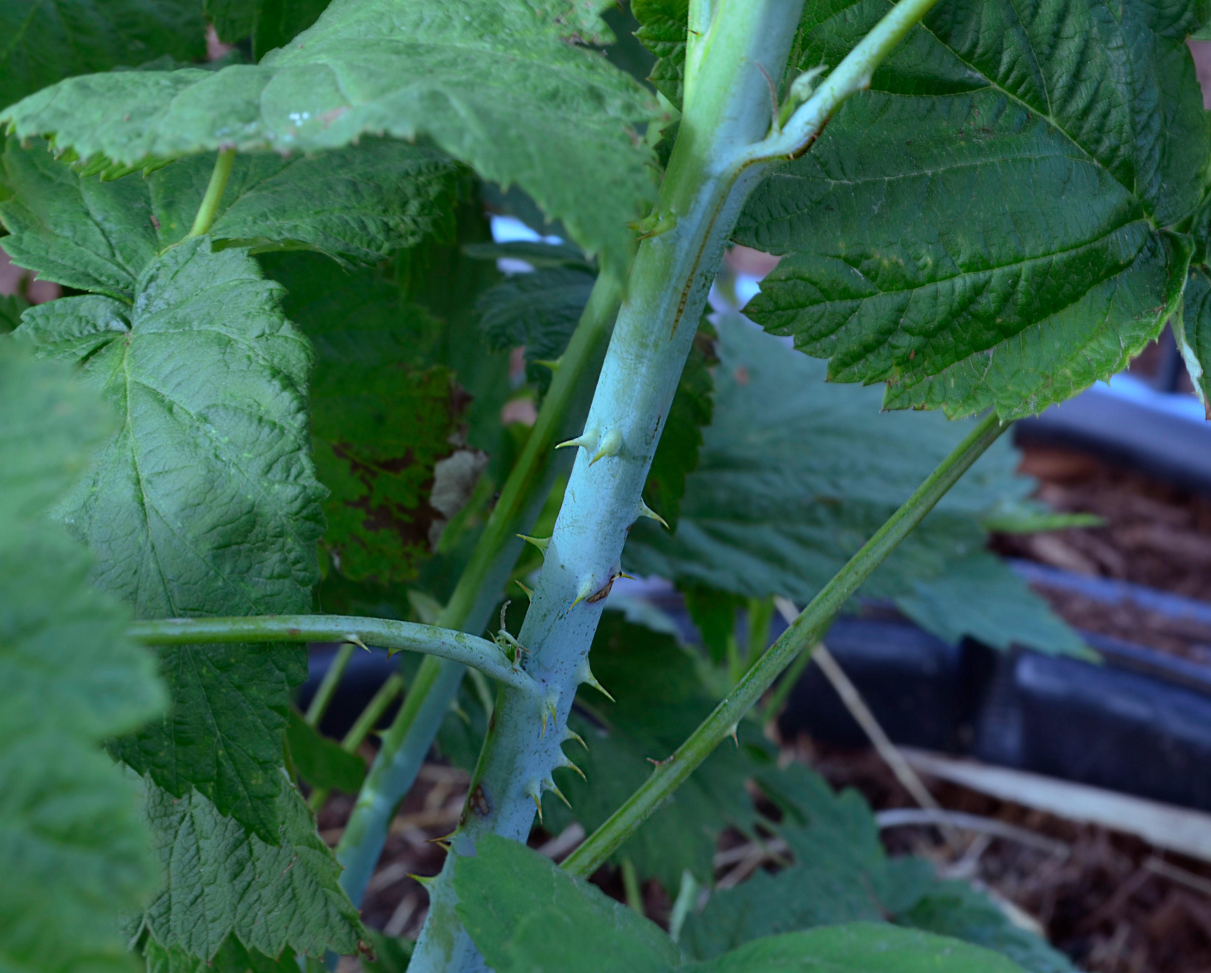 Rubus occidentalis – Purdue Arboretum Explorer