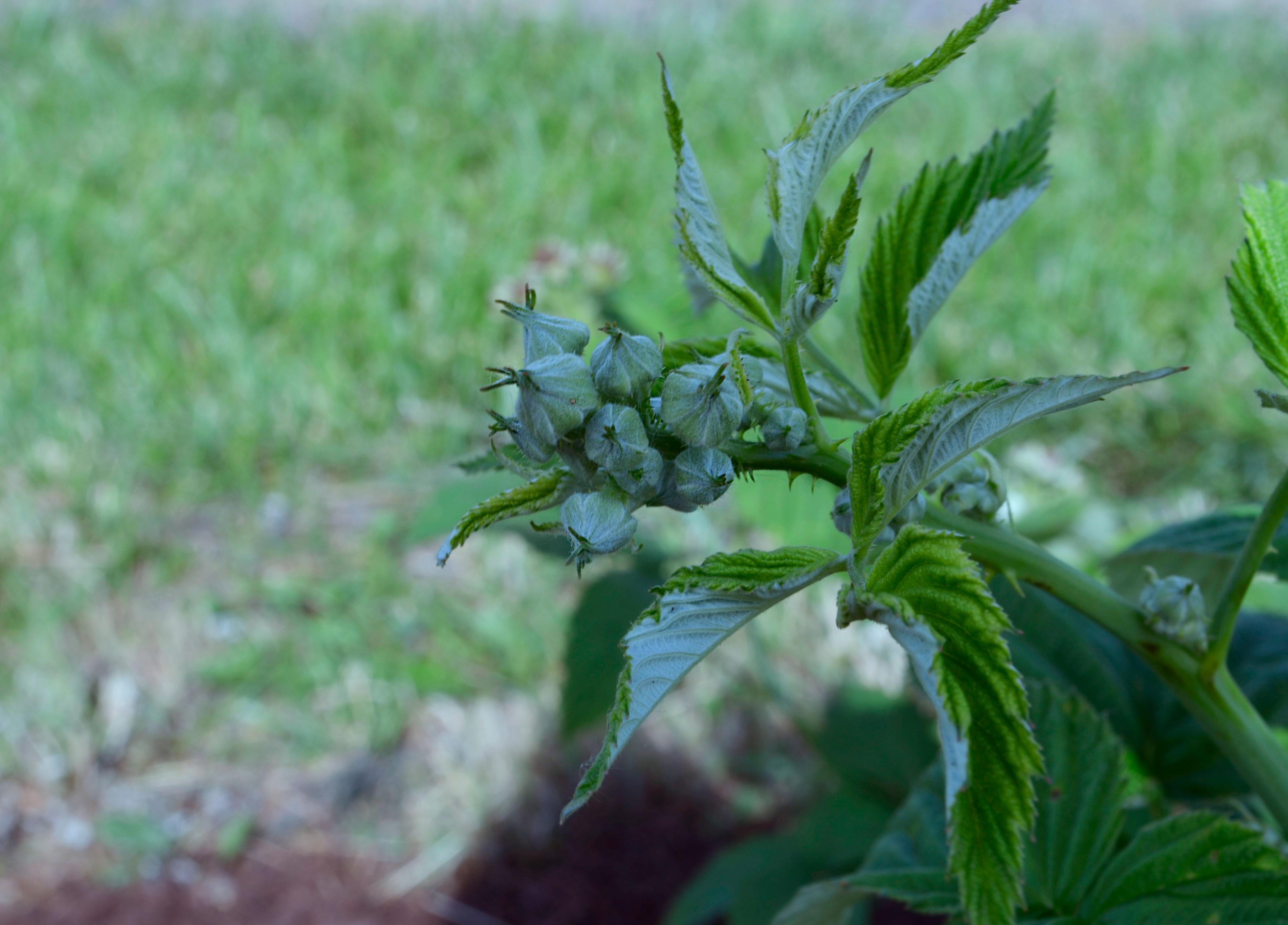 Rubus occidentalis – Purdue Arboretum Explorer