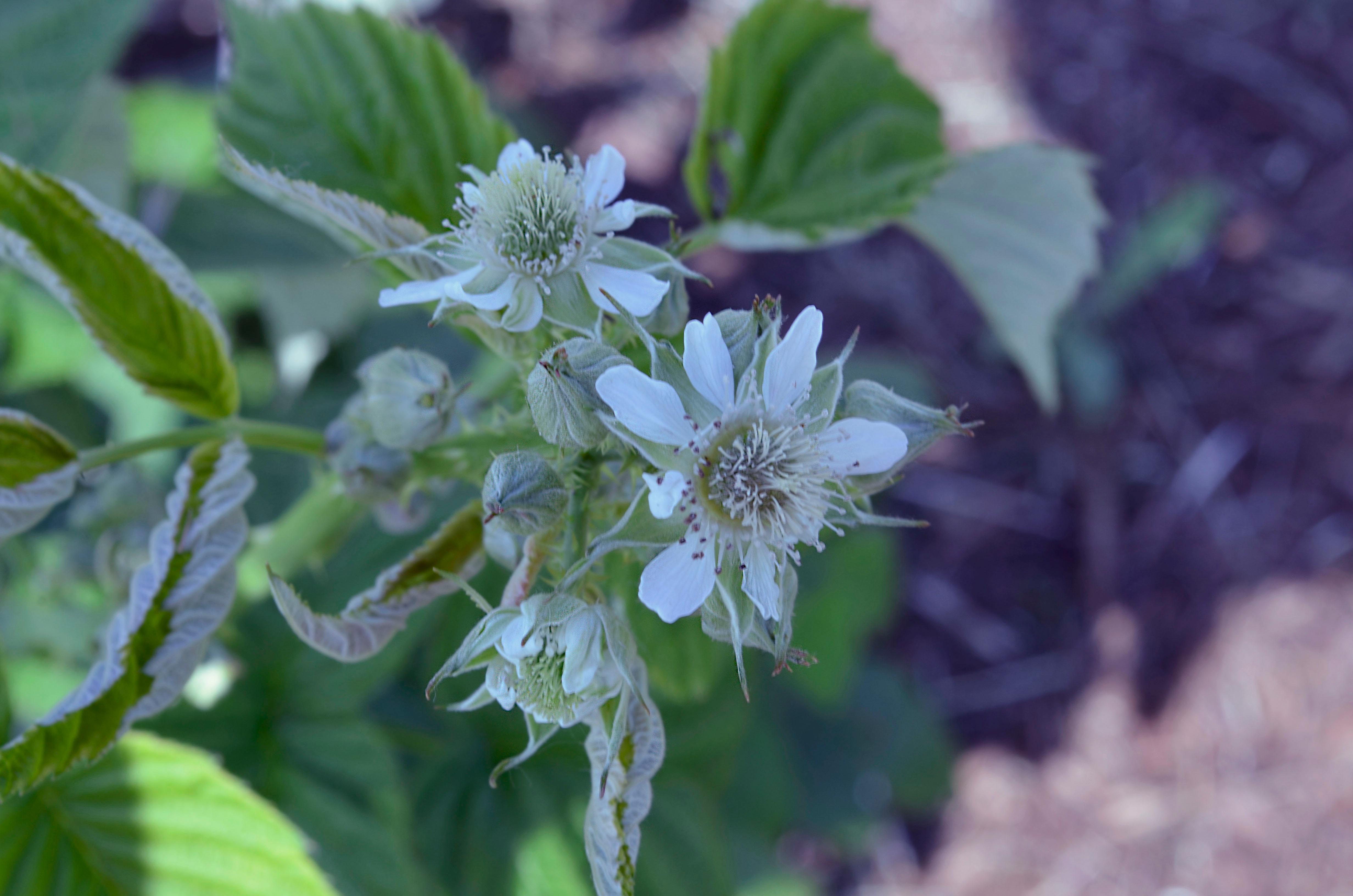 Rubus occidentalis – Purdue Arboretum Explorer