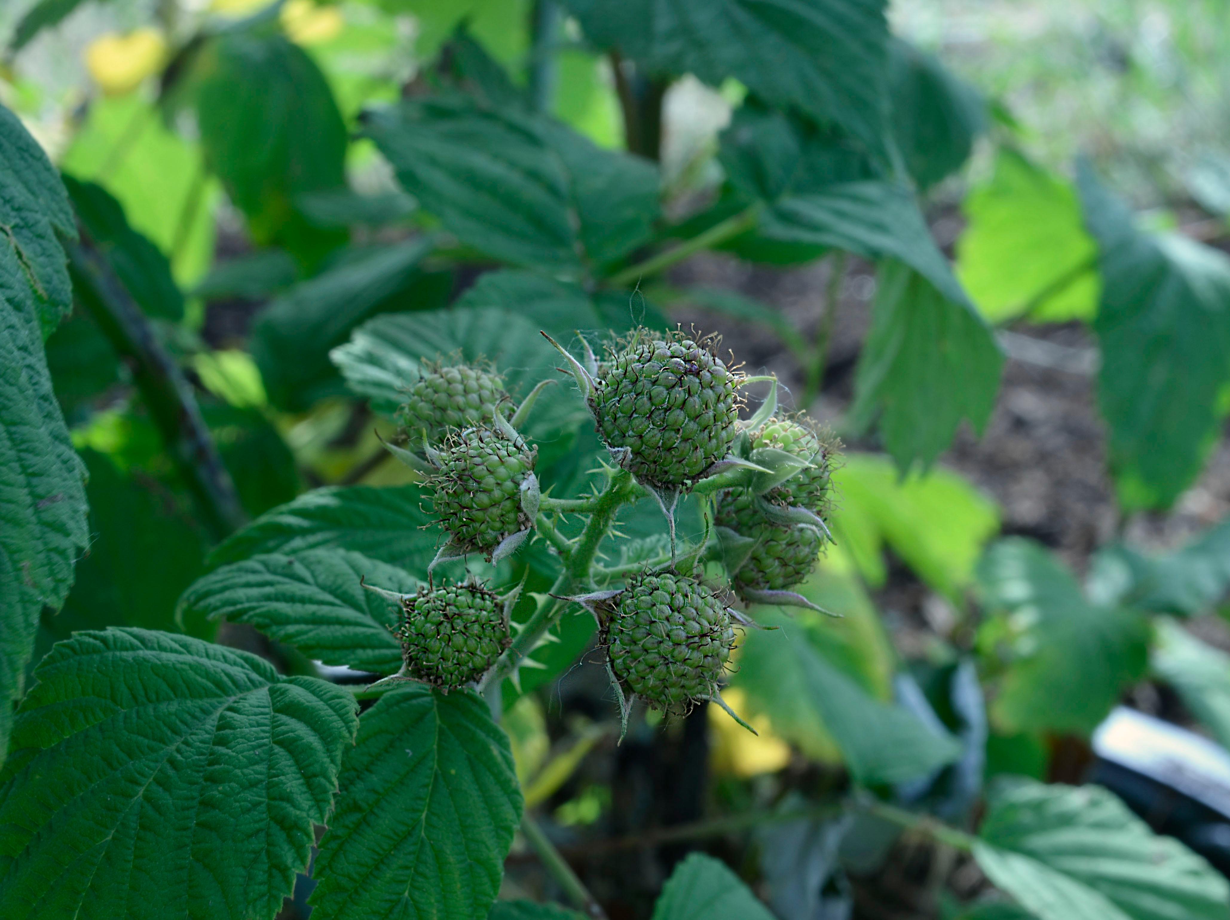 Rubus occidentalis – Purdue Arboretum Explorer