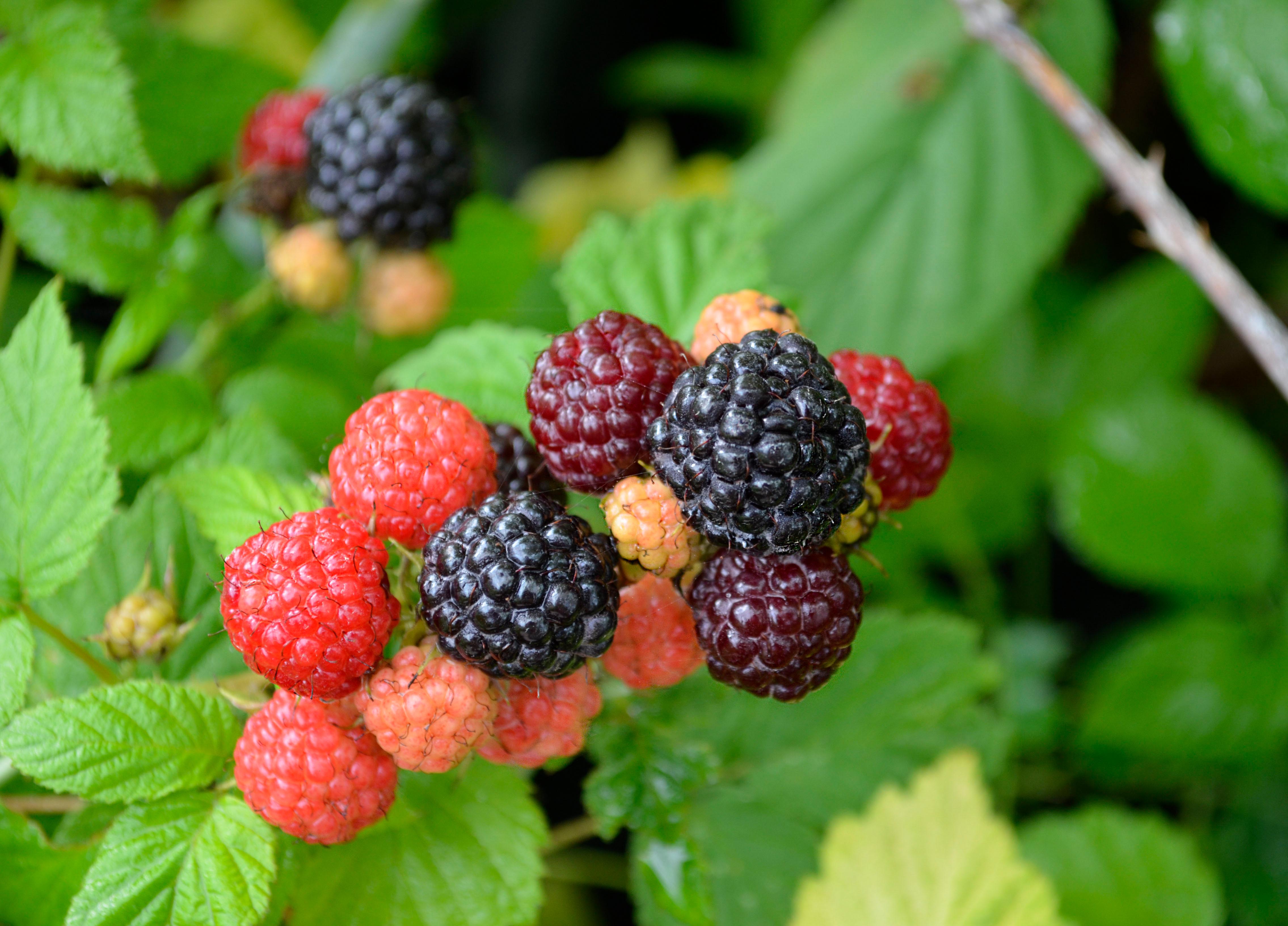Rubus occidentalis – Purdue Arboretum Explorer