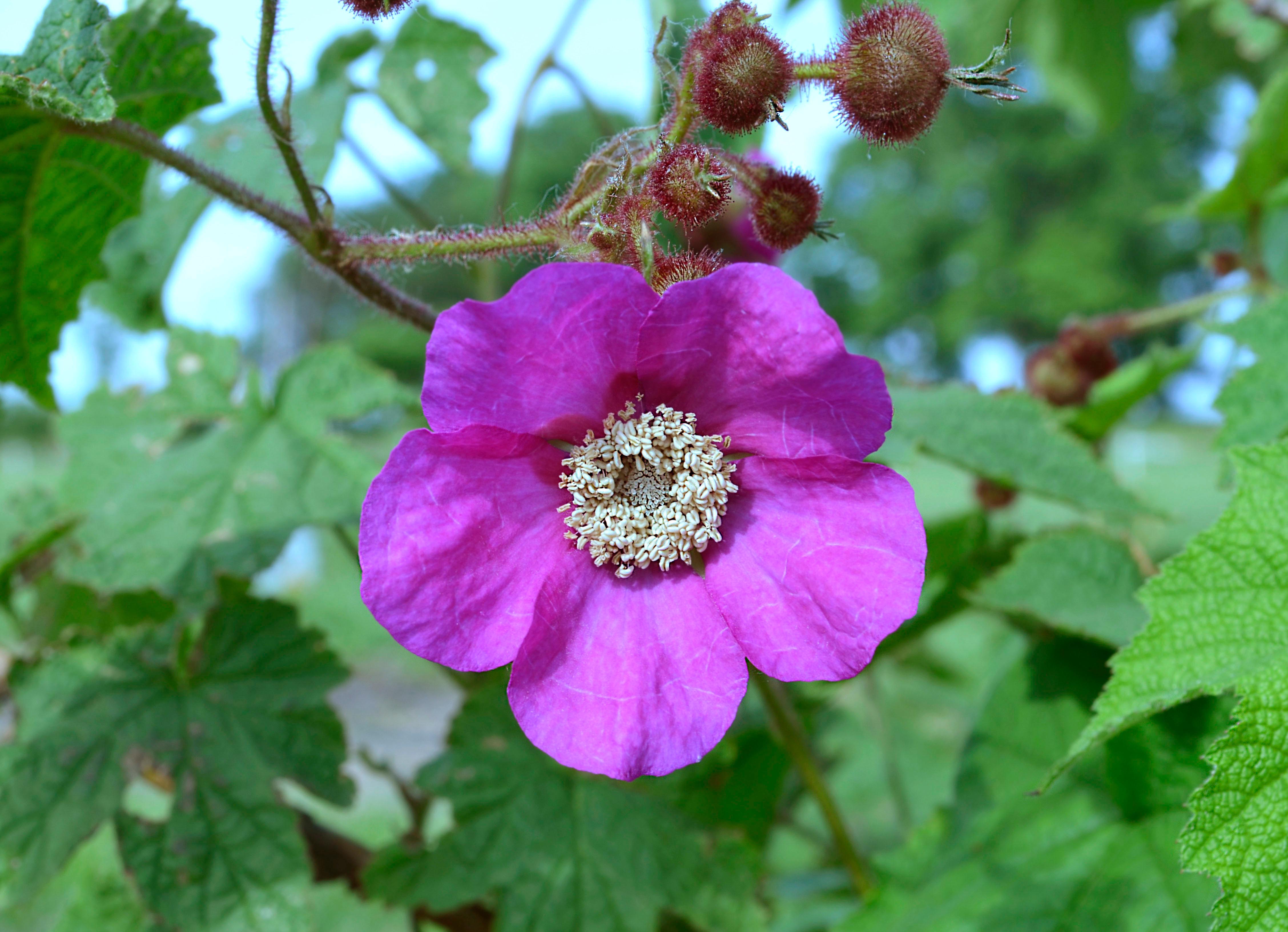 Rubus odoratus – Purdue Arboretum Explorer