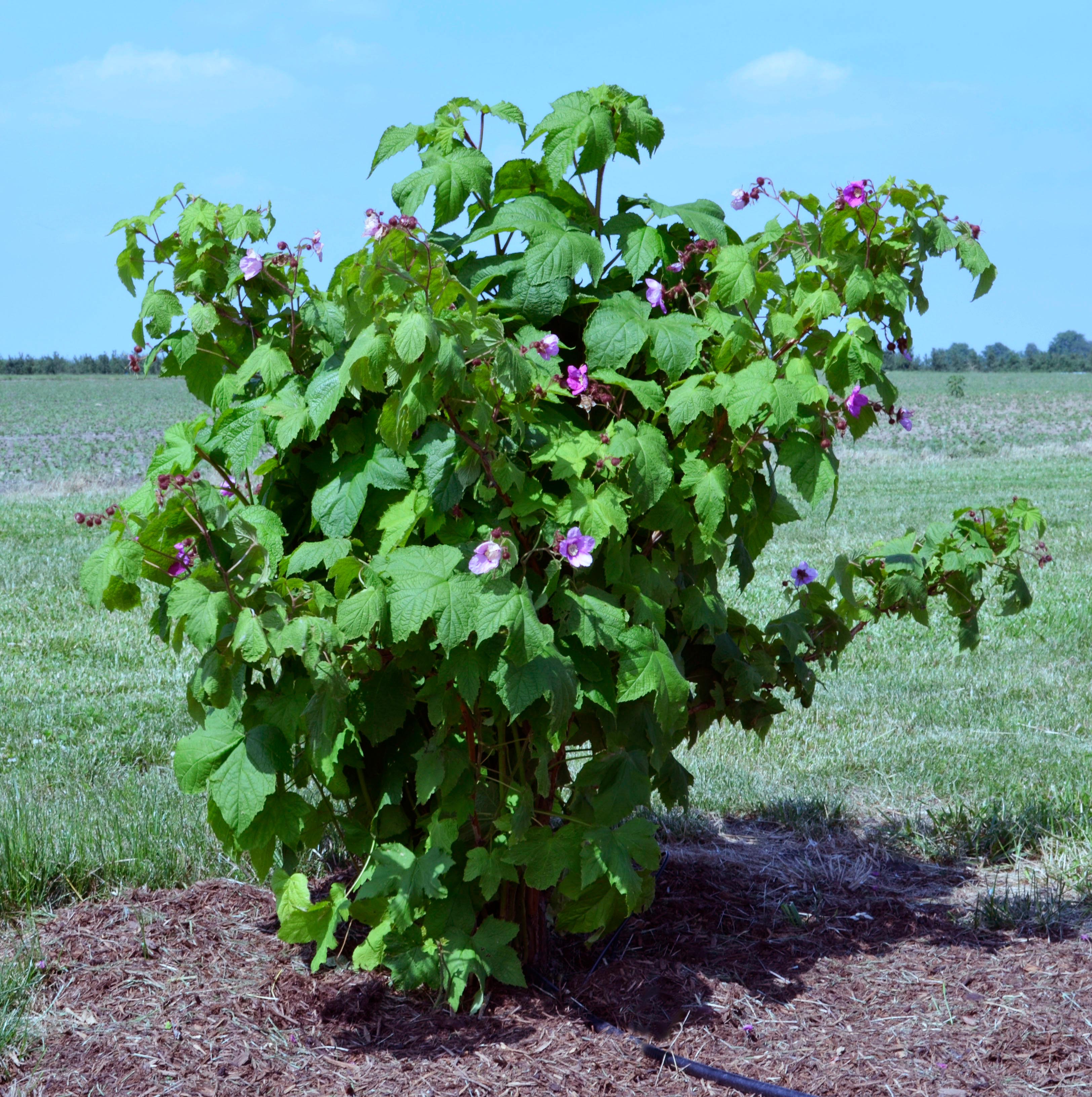 Rubus odoratus – Purdue Arboretum Explorer
