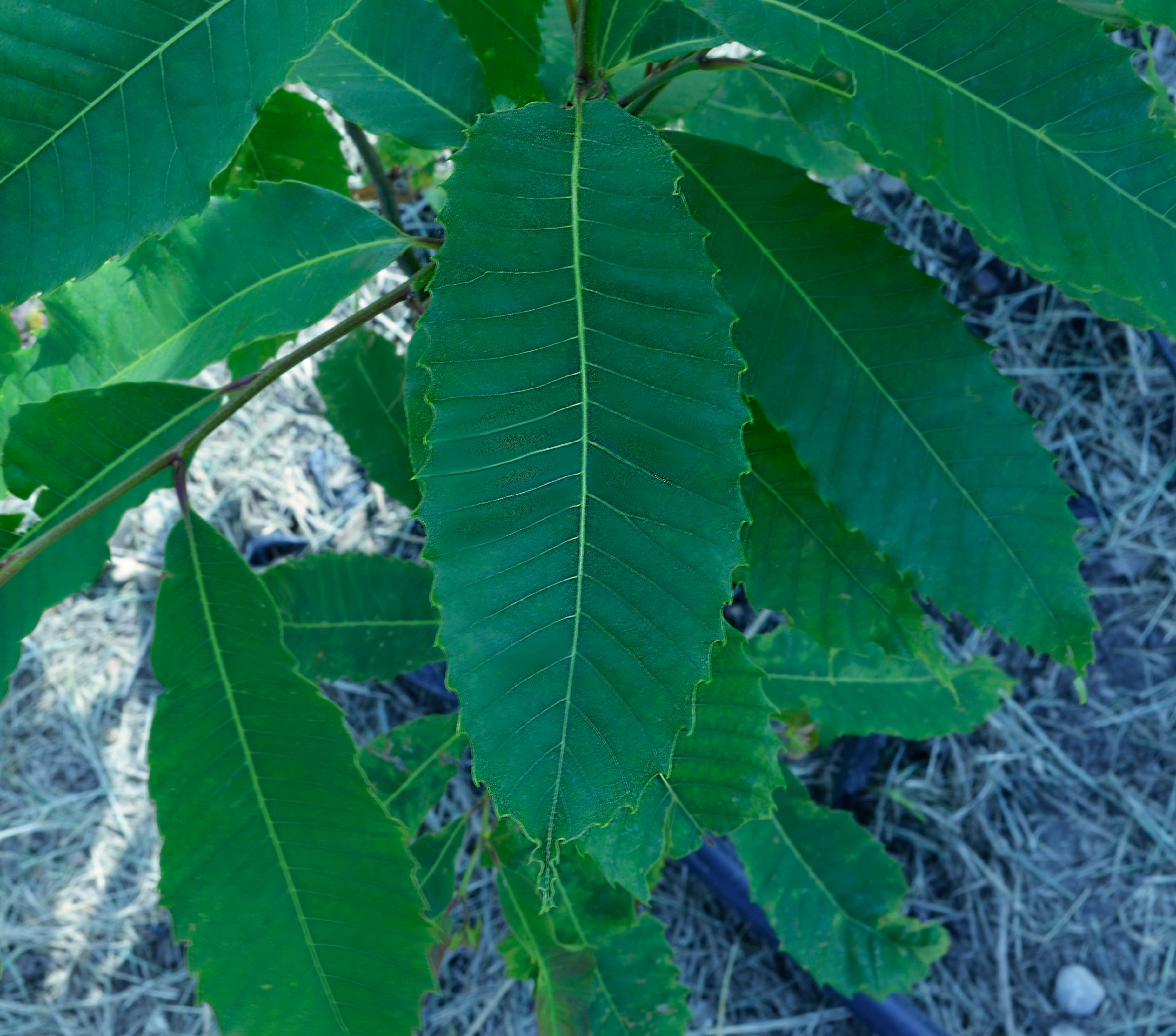Castanea dentata – Purdue Arboretum Explorer