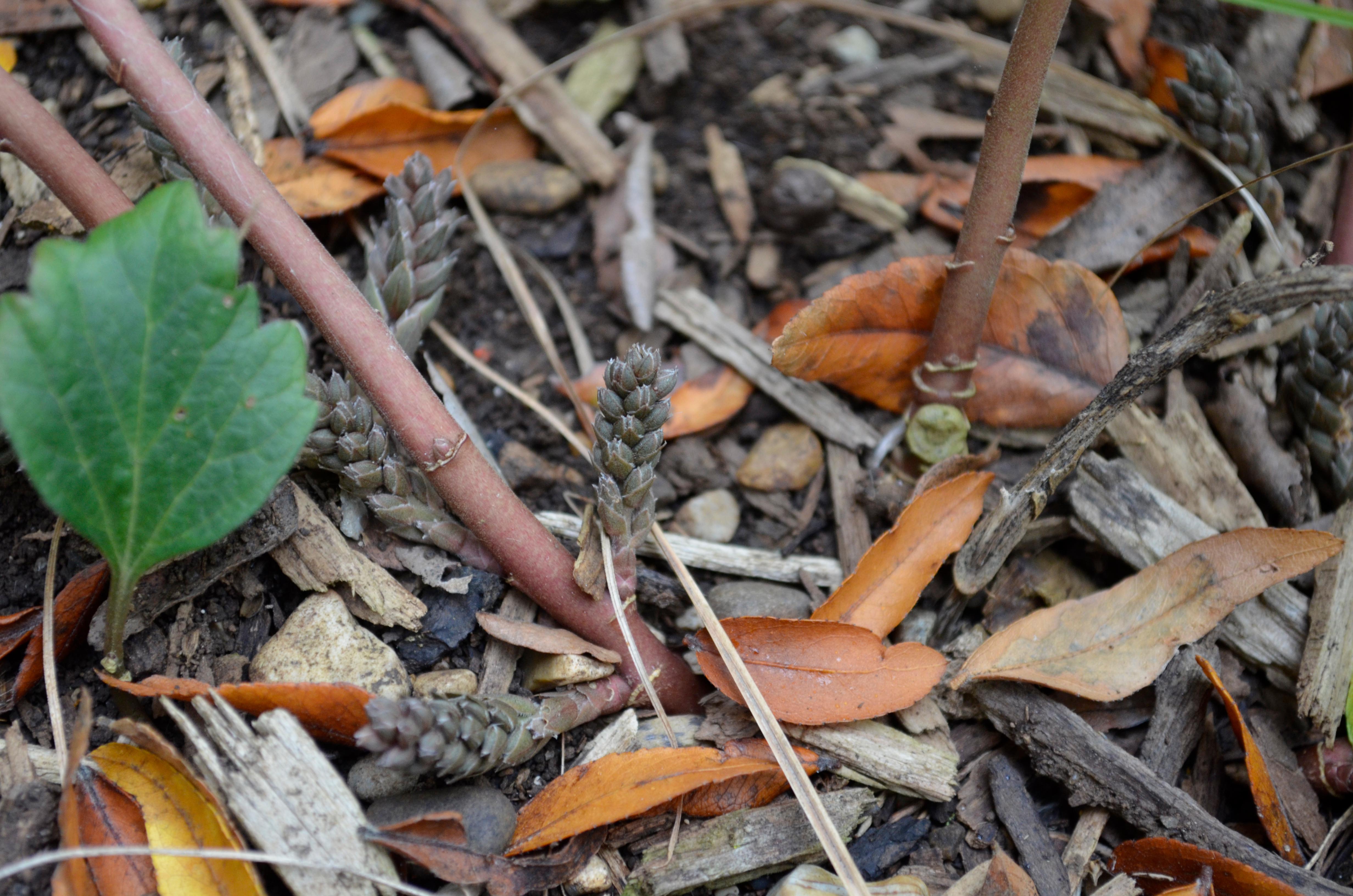 Pachysandra procumbens – Purdue Arboretum Explorer