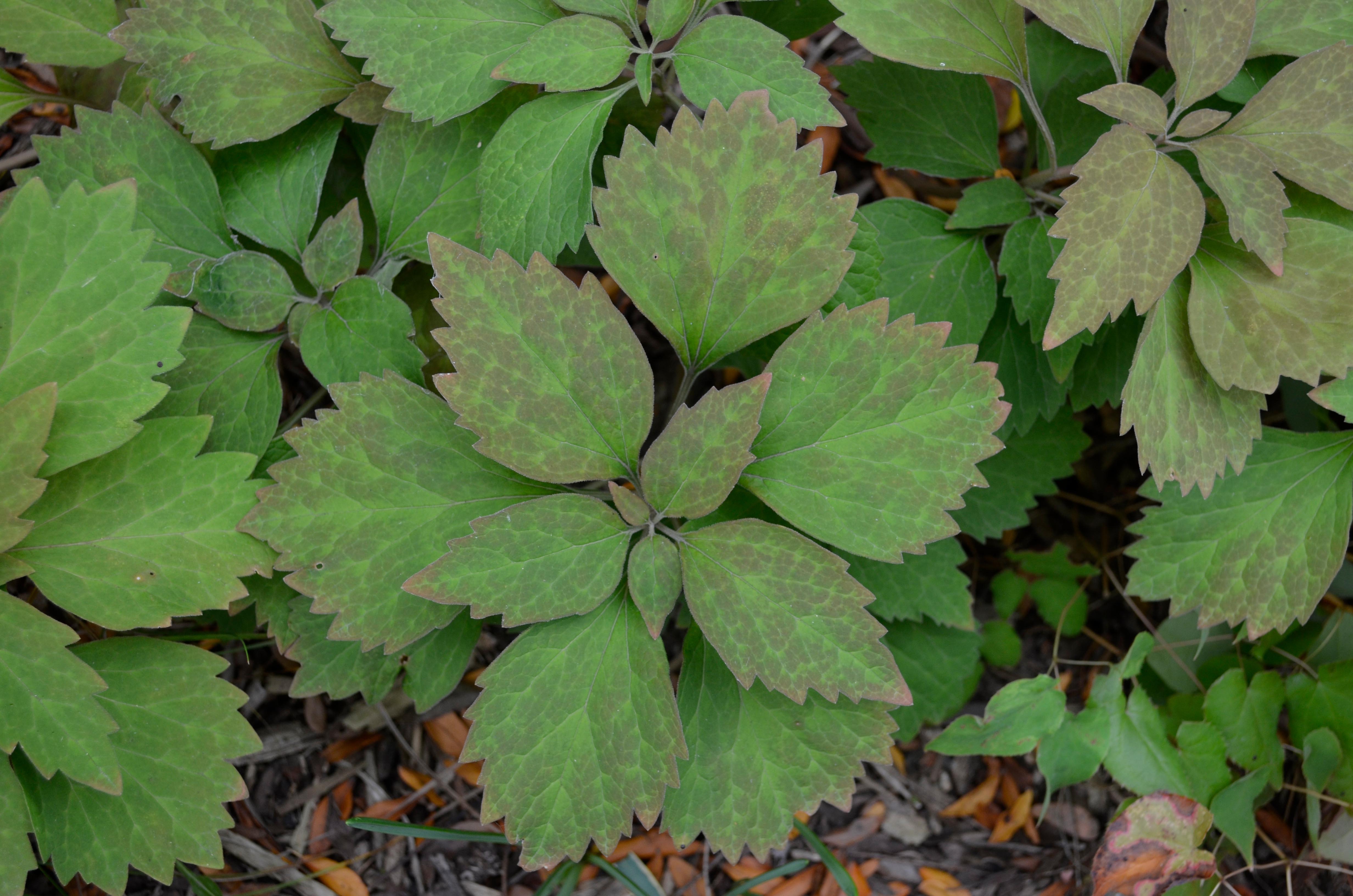 Pachysandra procumbens – Purdue Arboretum Explorer